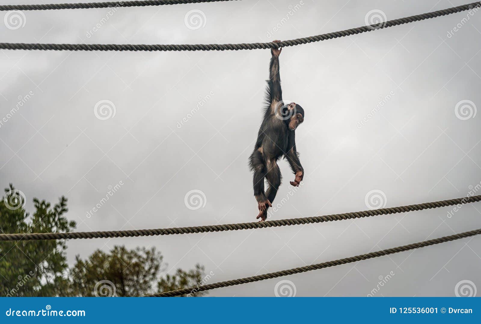 Chimpanzee in Sydney Zoo Hanging on the Rope Stock Image - Image of ...
