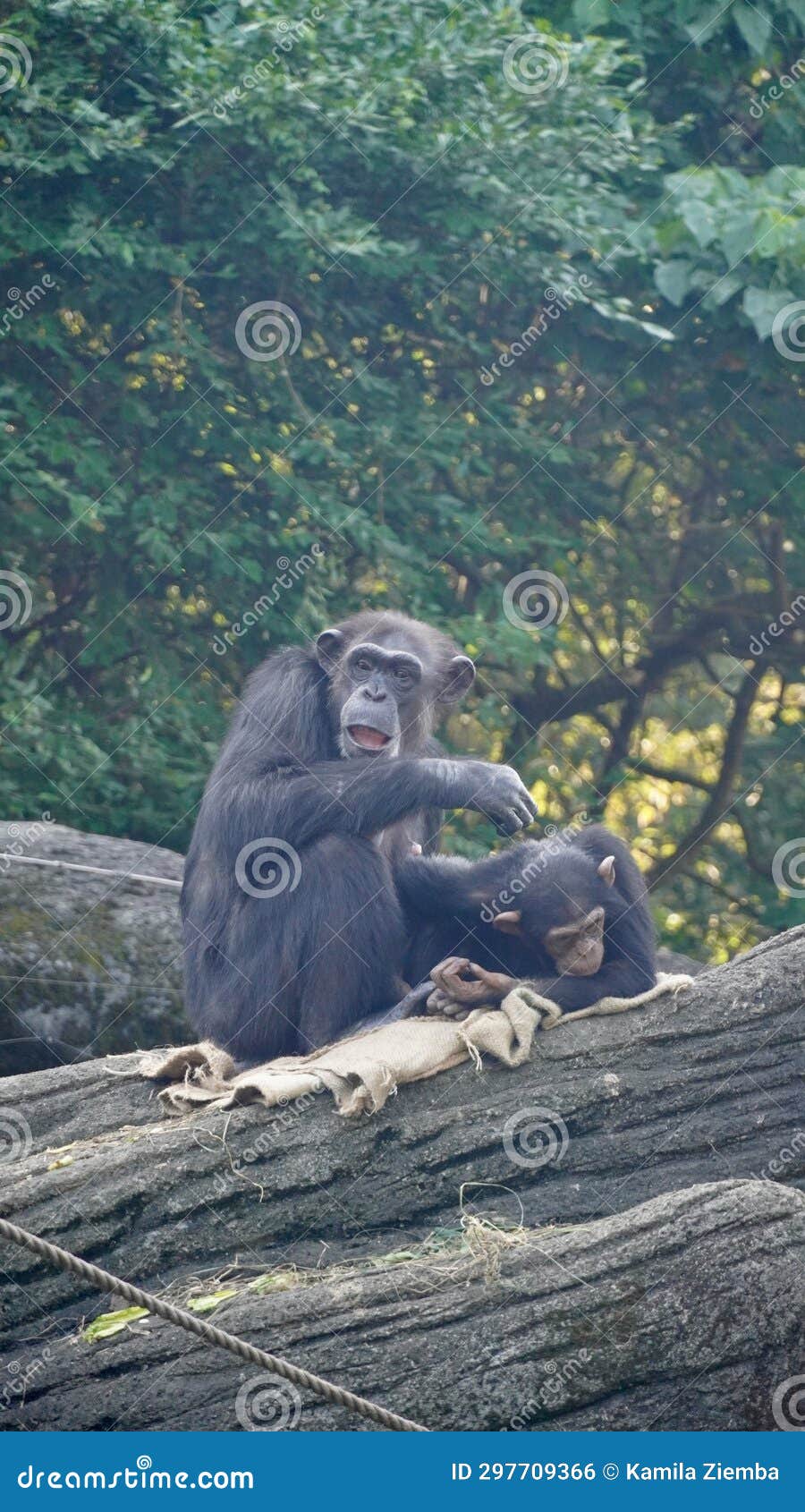 Chimpanzee in the Taipei Zoo Stock Photo - Image of animal, mammal ...