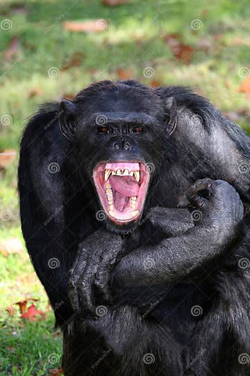 Chimpanzee Teeth stock image. Image of animal, chimp, eyes - 9298693