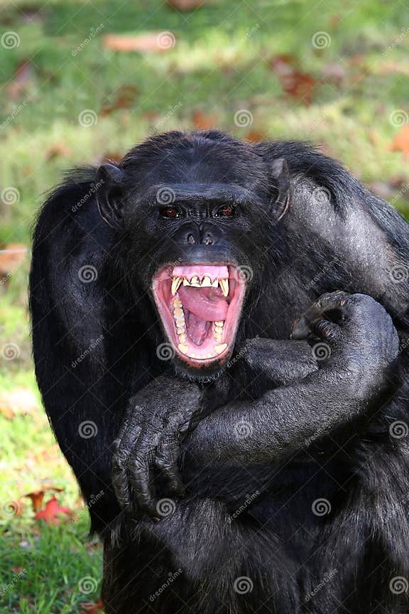 Chimpanzee Teeth stock image. Image of animal, chimp, eyes - 9298693