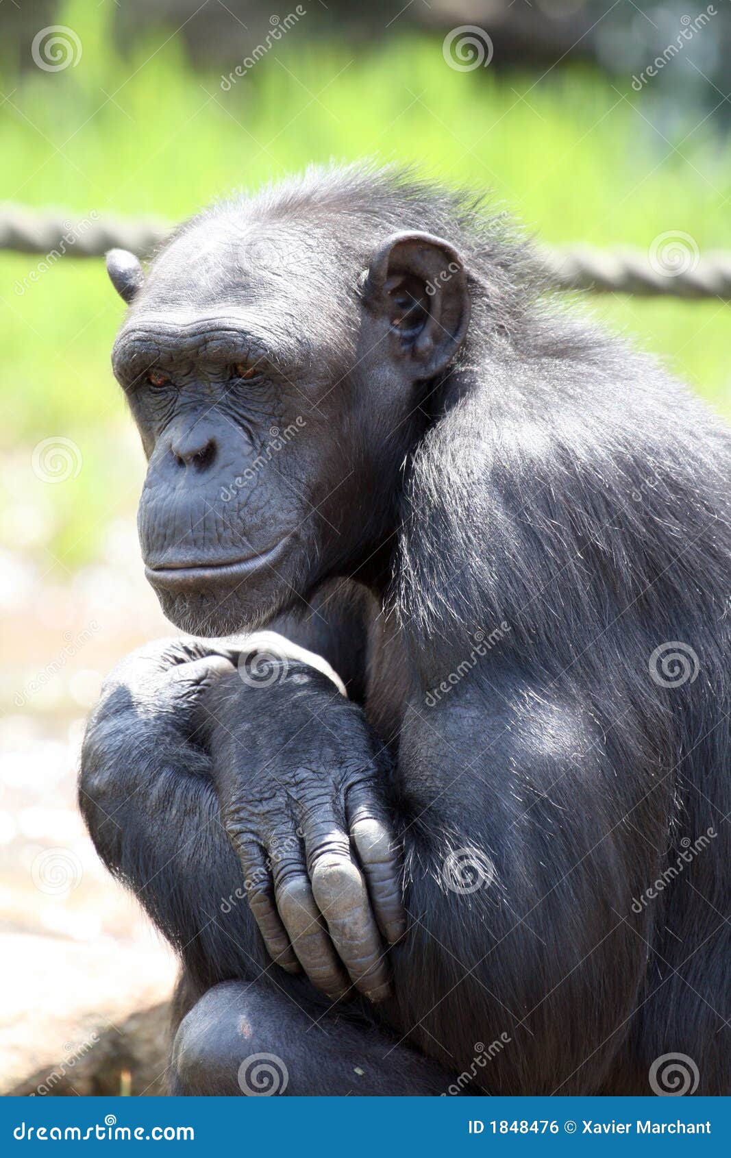 Chimpanzee thinking stock photo. Image of thinking, monkey - 1848476