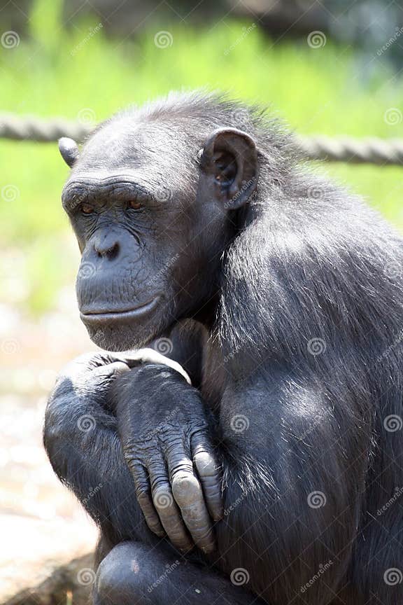 Chimpanzee thinking stock photo. Image of thinking, monkey - 1848476