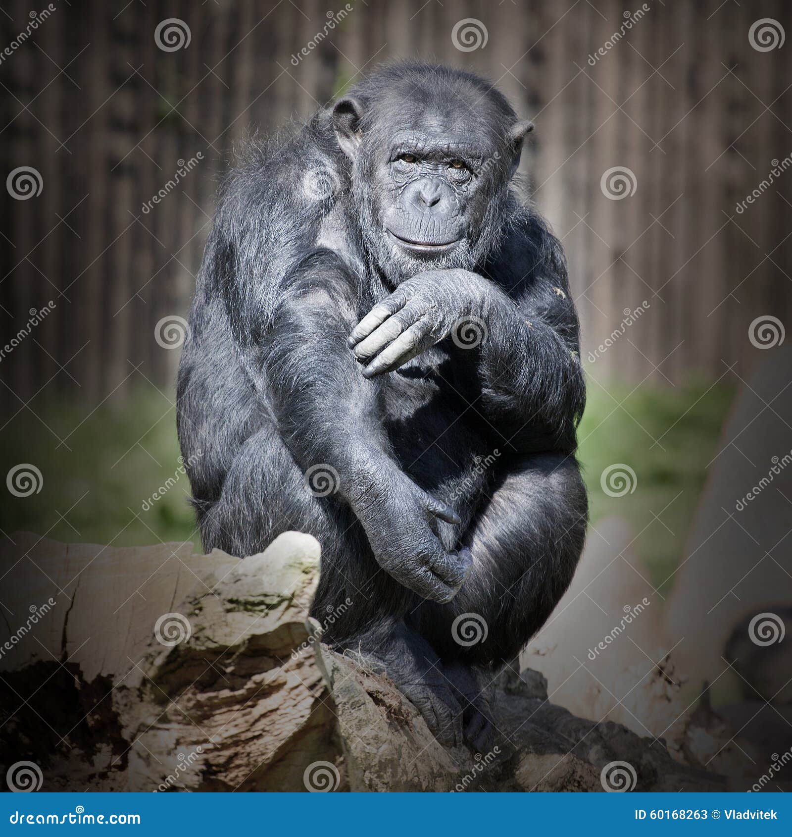 The Chimpanzee. stock image. Image of intelligence, happy - 60168263