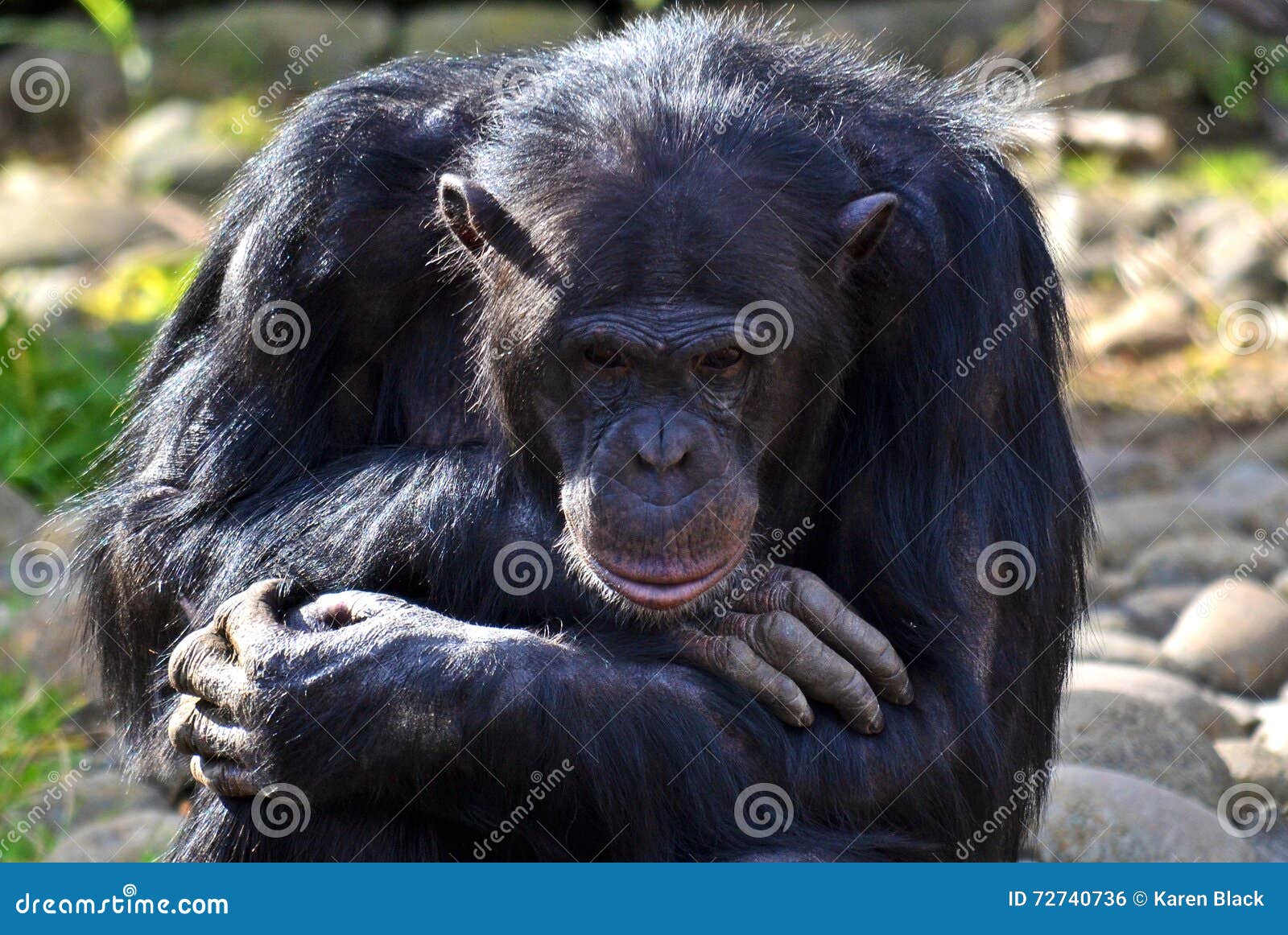 Chimpanzee in Thoughtful Pose Stock Photo - Image of human ...