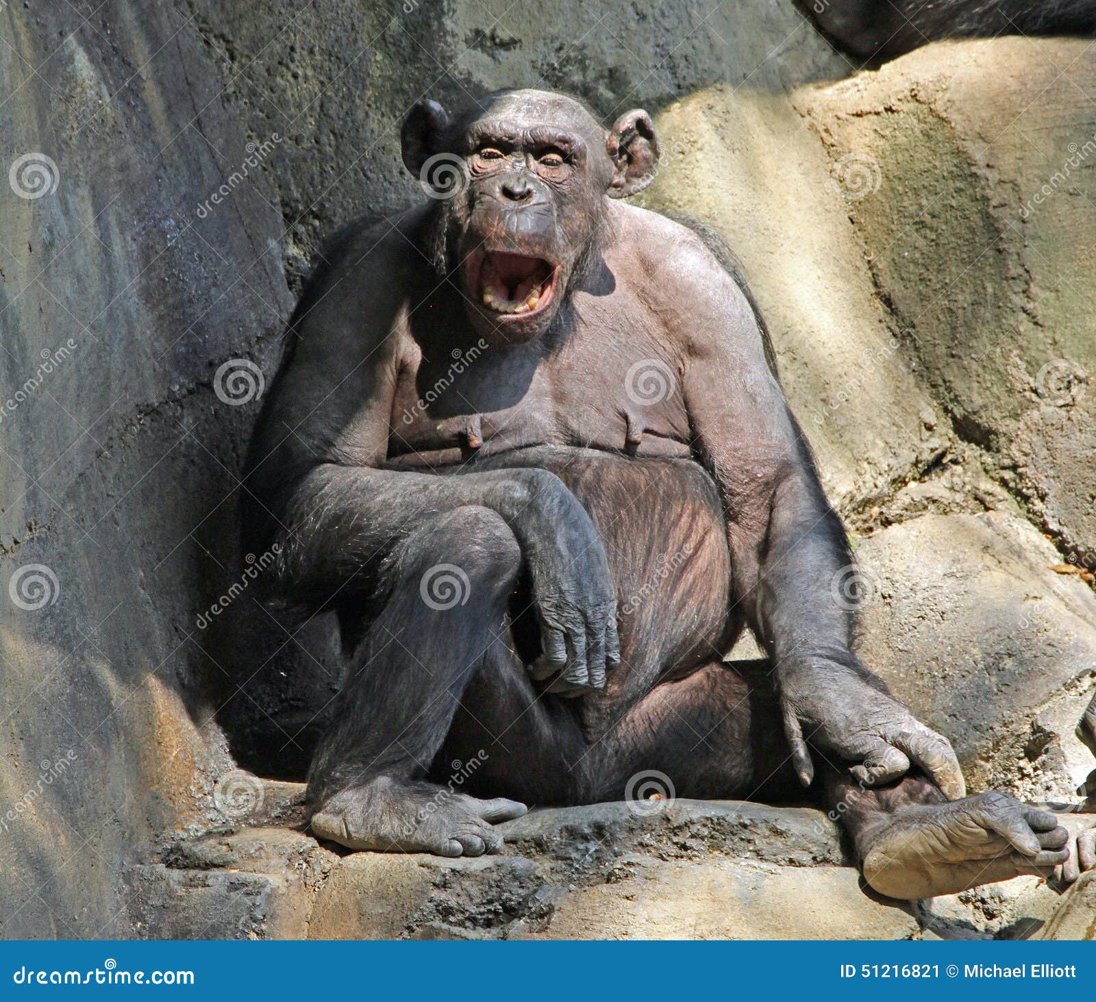 Chimpanzee stock image. Image of furry, relaxation, simian - 51216821