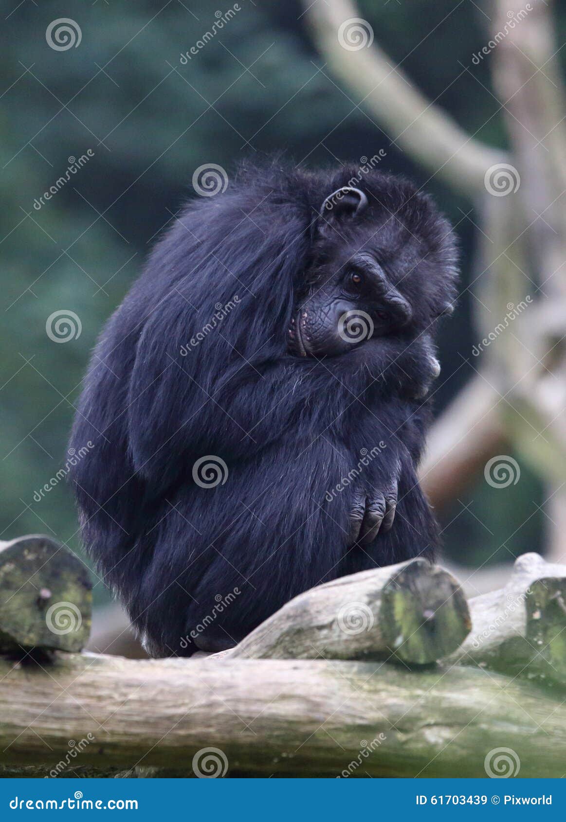 Chimpanzee stock image. Image of lazy, sitting, young - 61703439