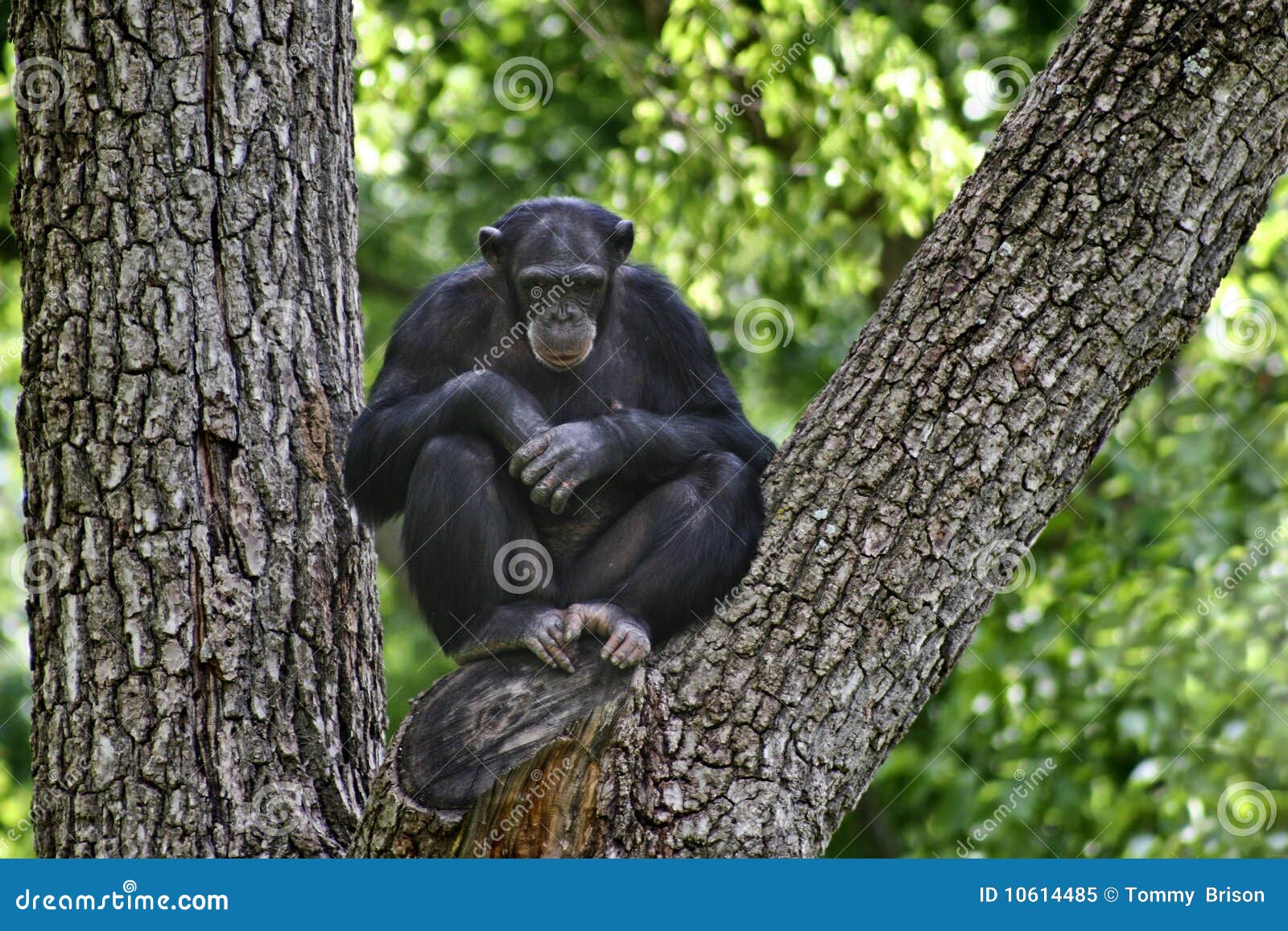Chimpanzee in the tree stock image. Image of captive - 10614485