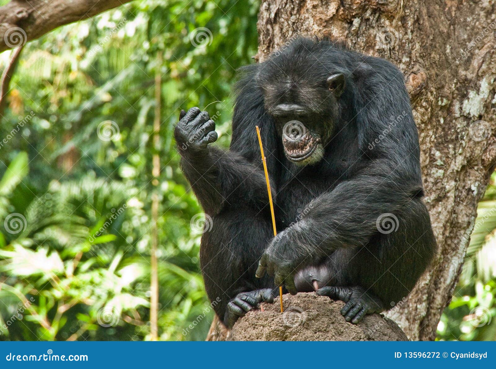 Chimpanzee on tree stock photo. Image of single, habitat - 13596272