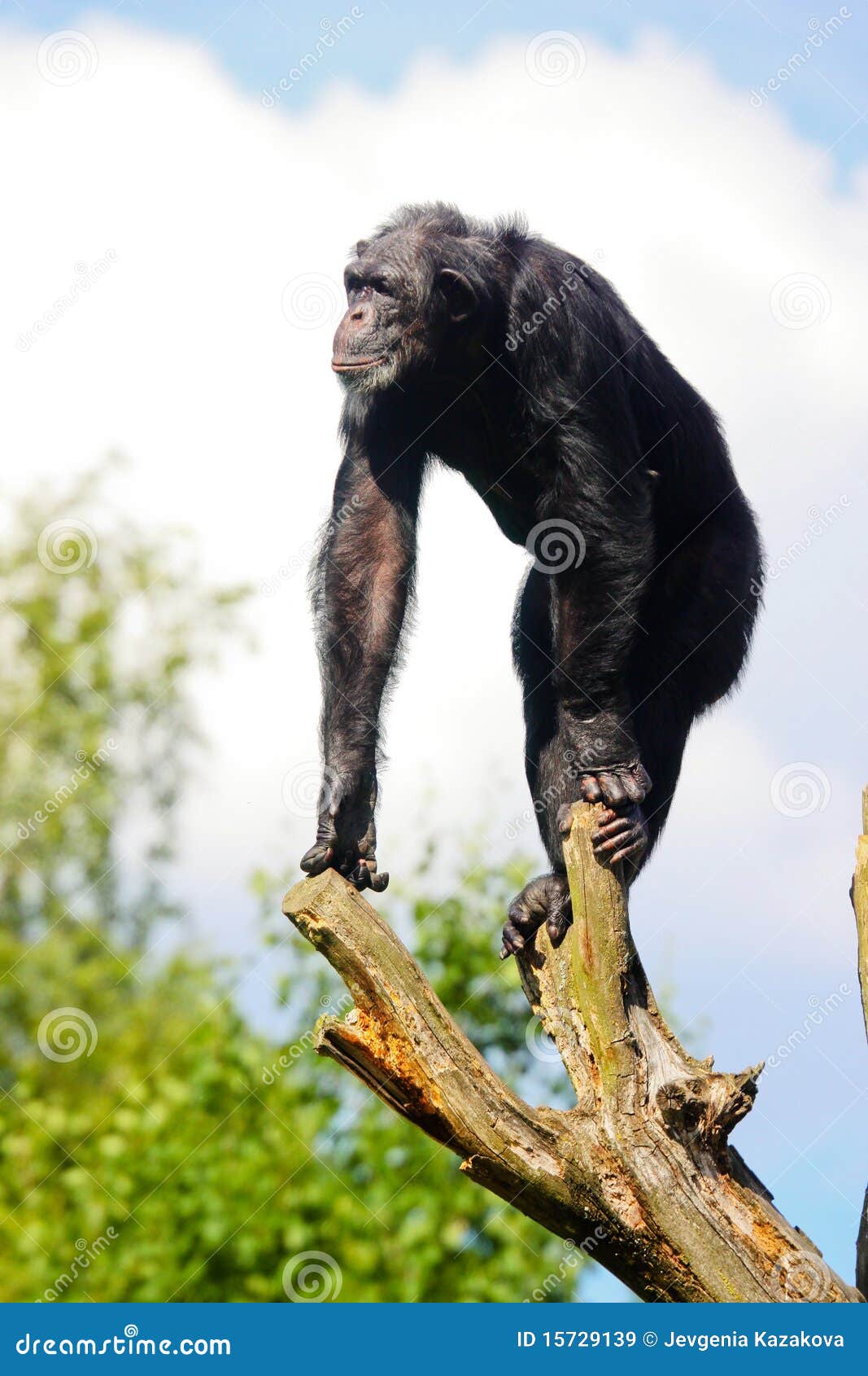 Chimpanzee On A Tree Stock Photography | CartoonDealer.com #43269260