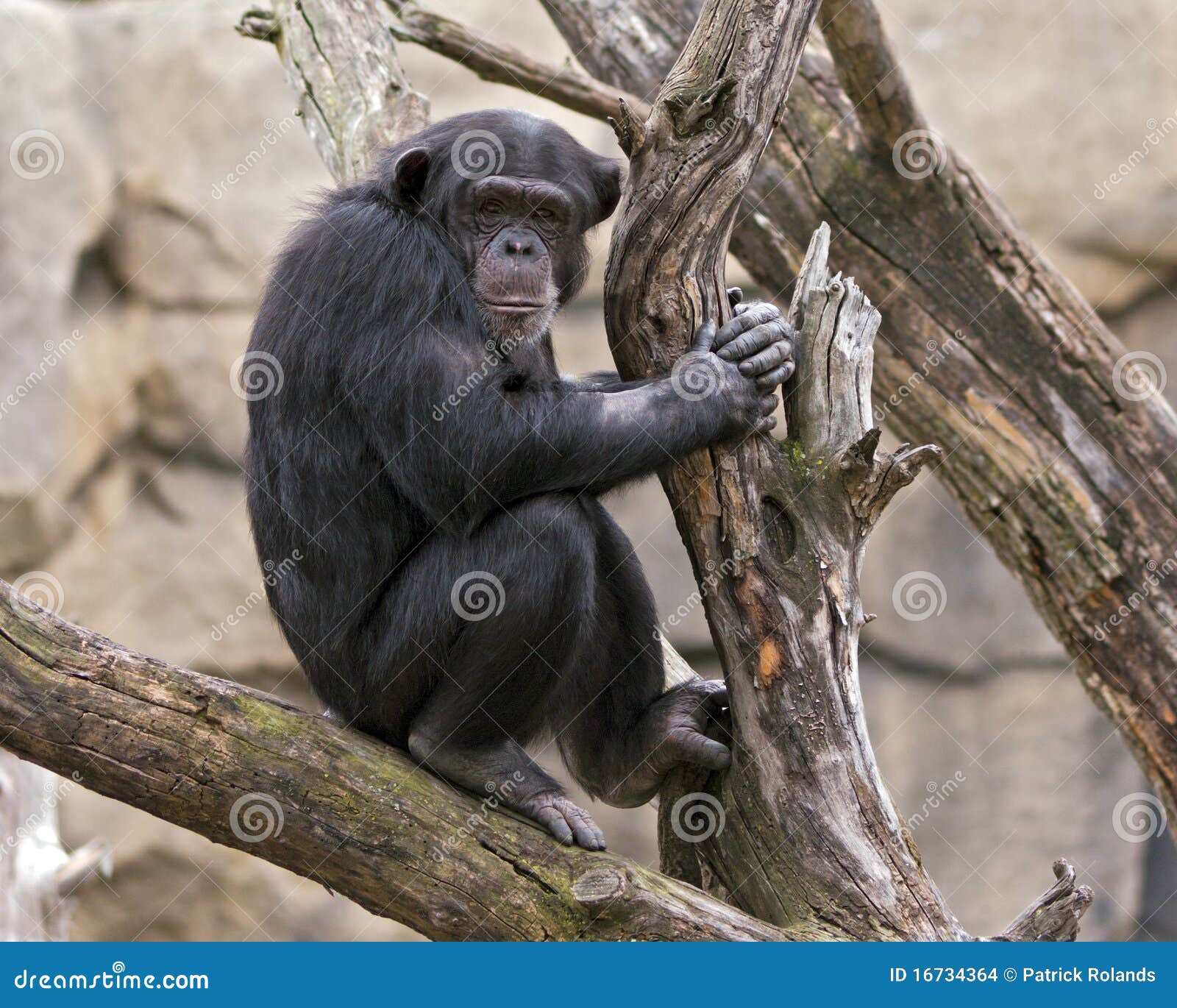Chimpanzee in a tree stock photo. Image of climb, monkey - 16734364