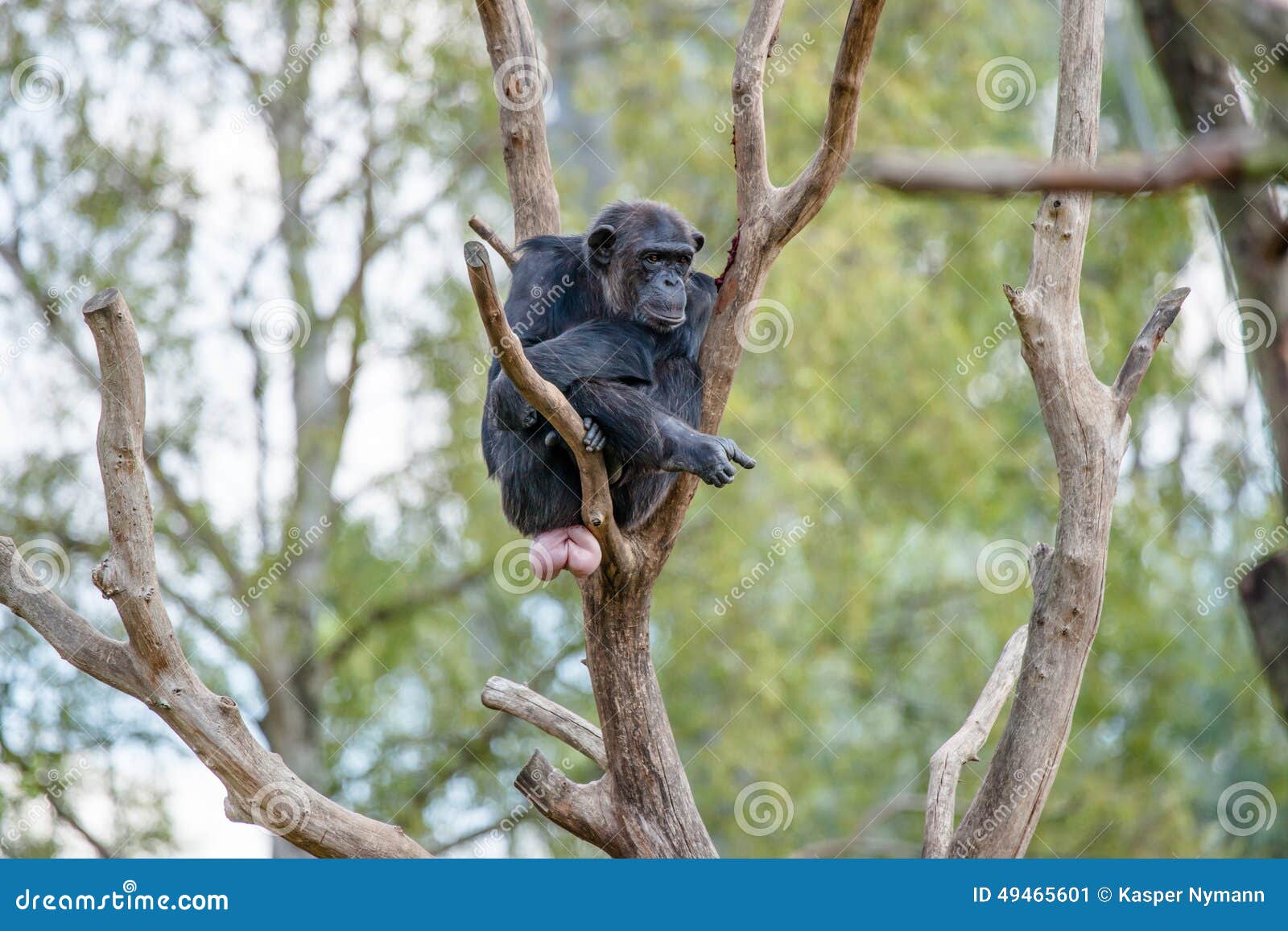 Chimpanzee in a tree stock image. Image of black, branch - 49465601