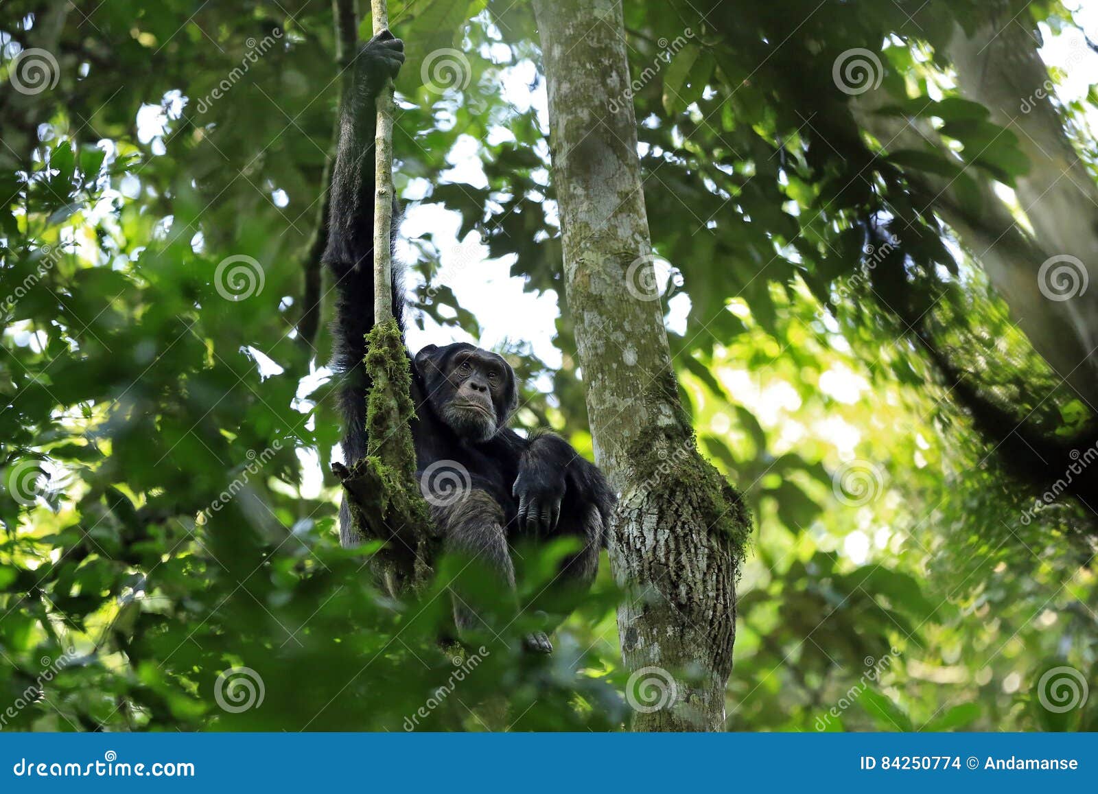 Chimpanzee in Tree stock photo. Image of wildlife, common - 84250774
