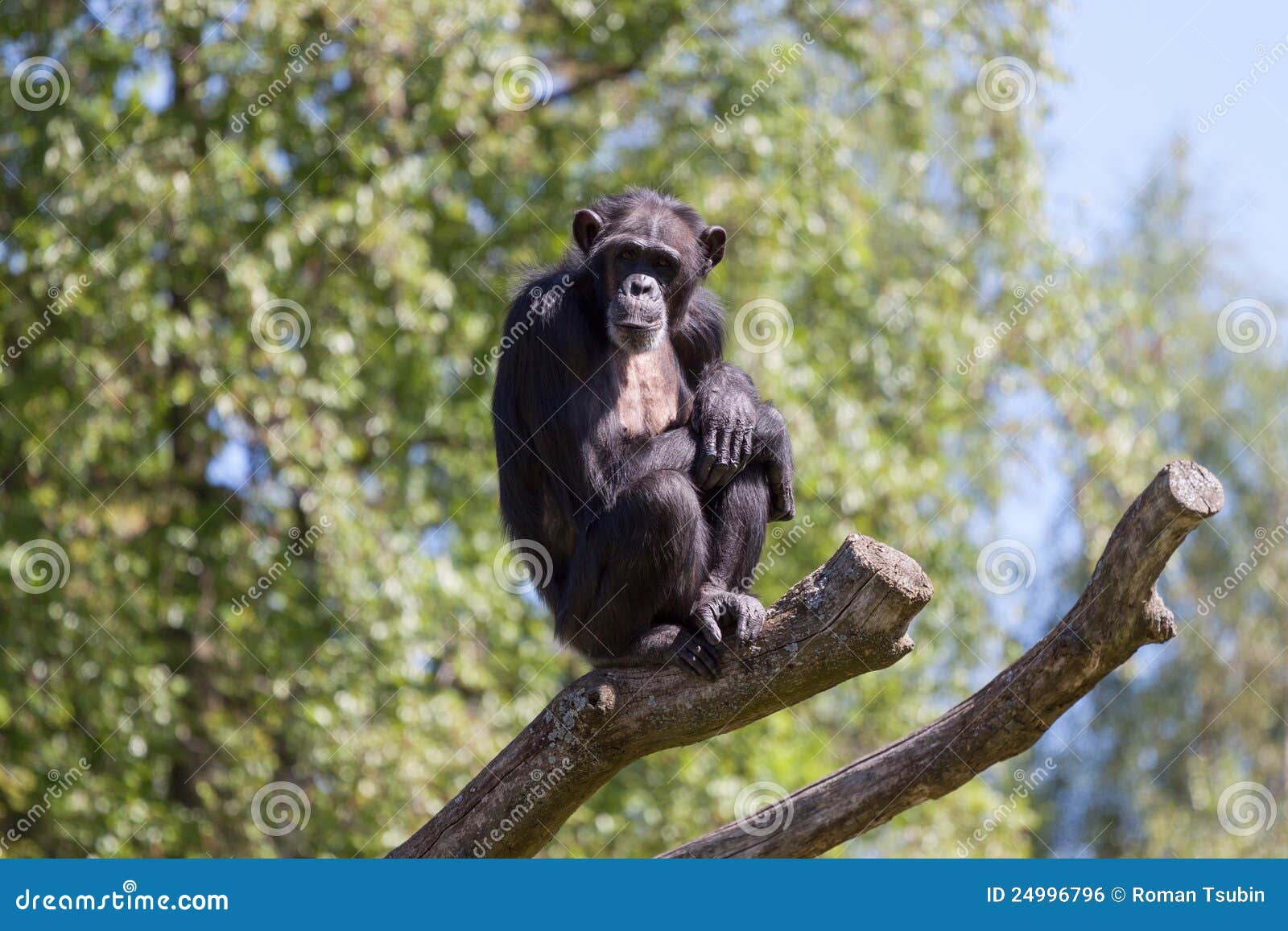 Chimpanzee on a Trees Over Blue Sky Stock Photo - Image of african ...