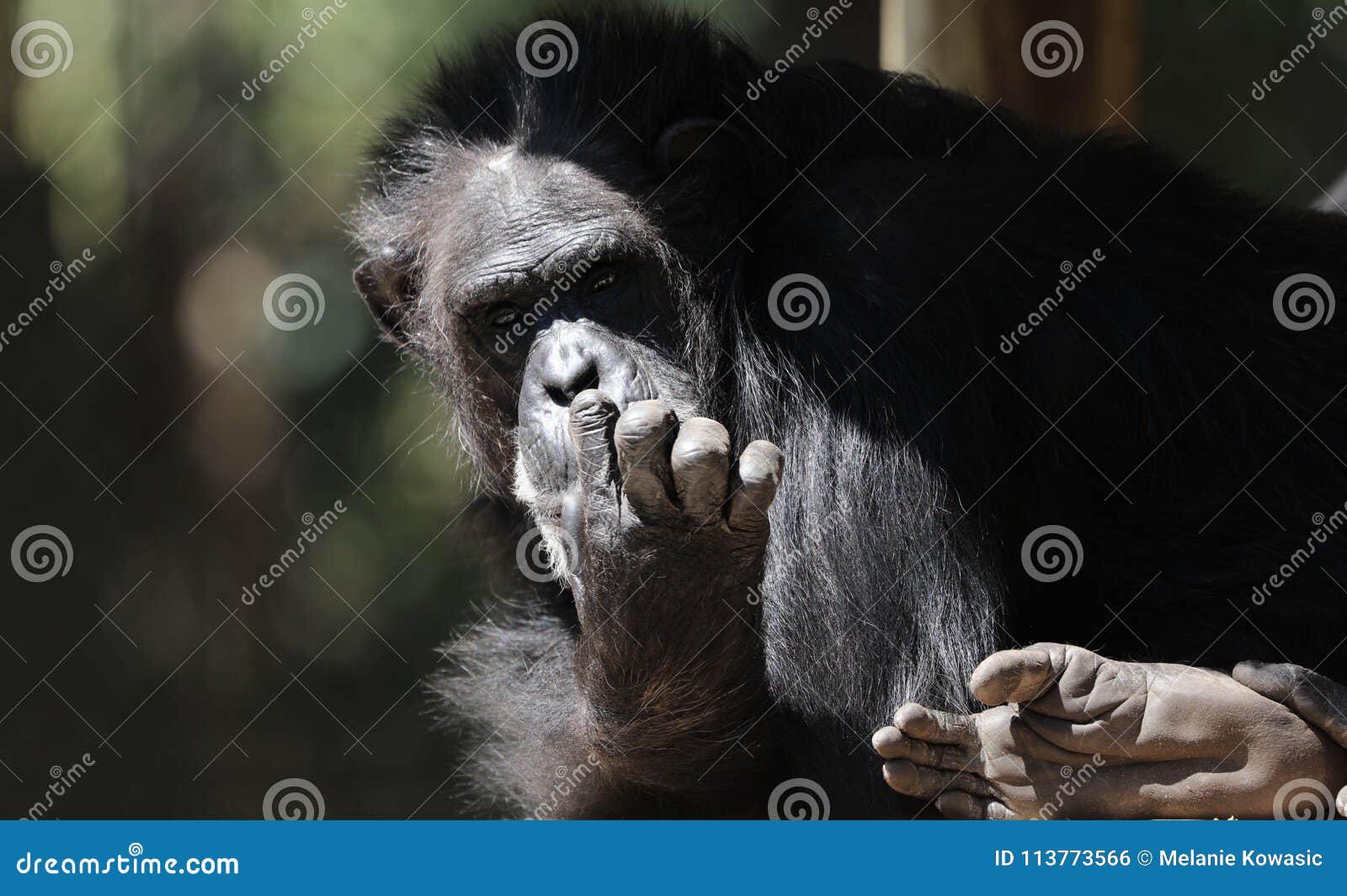 Chimpanzee in Trees Resting Stock Photo - Image of animal, trees: 113773566