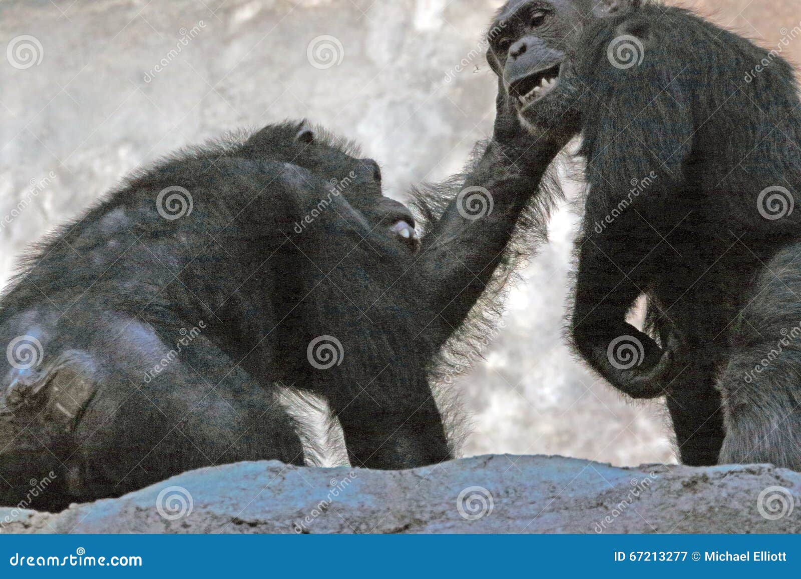 Chimpanzee stock image. Image of monkey, touch, furry - 67213277