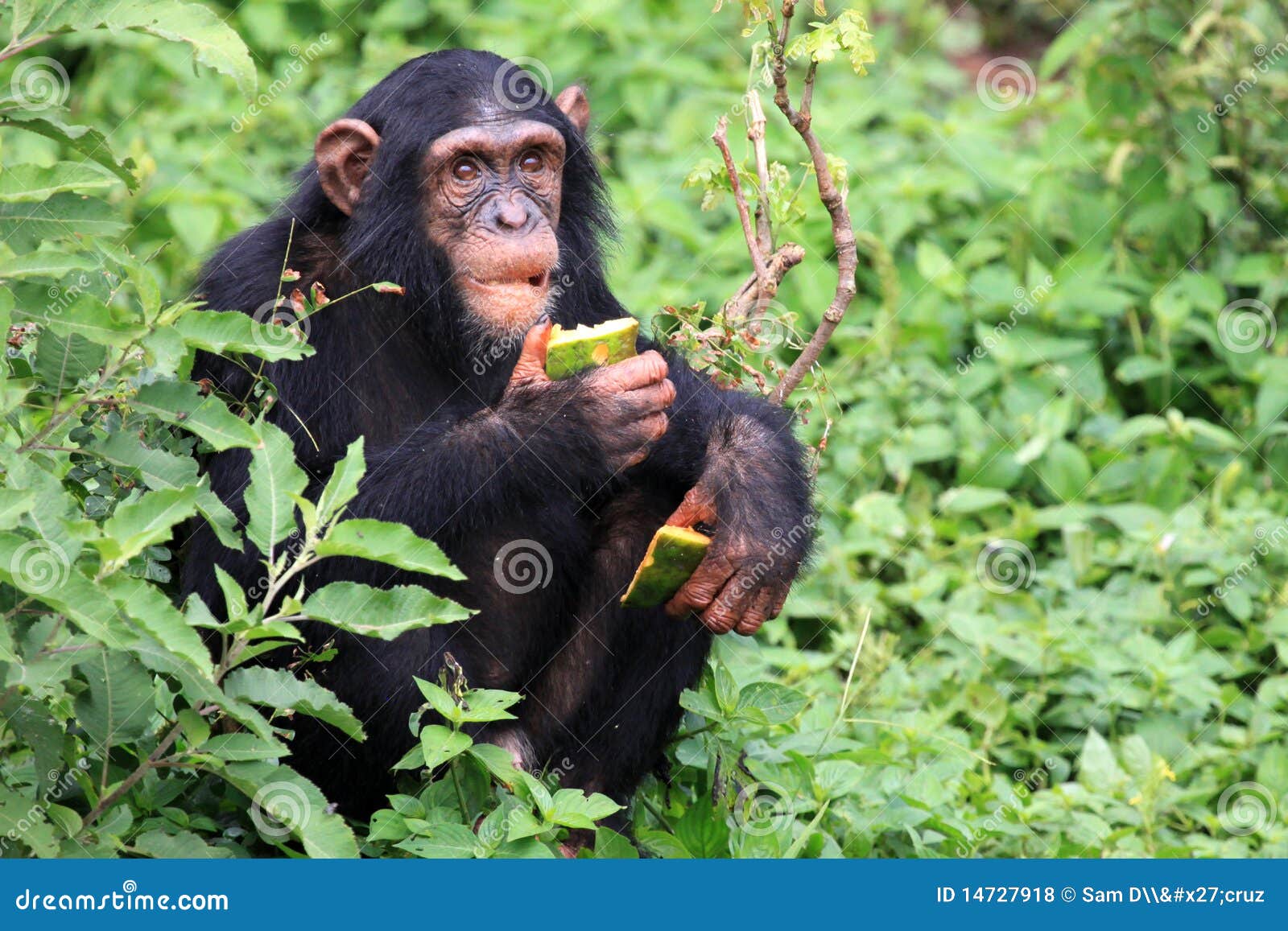 Chimpanzee - Uganda stock photo. Image of attraction - 14727918