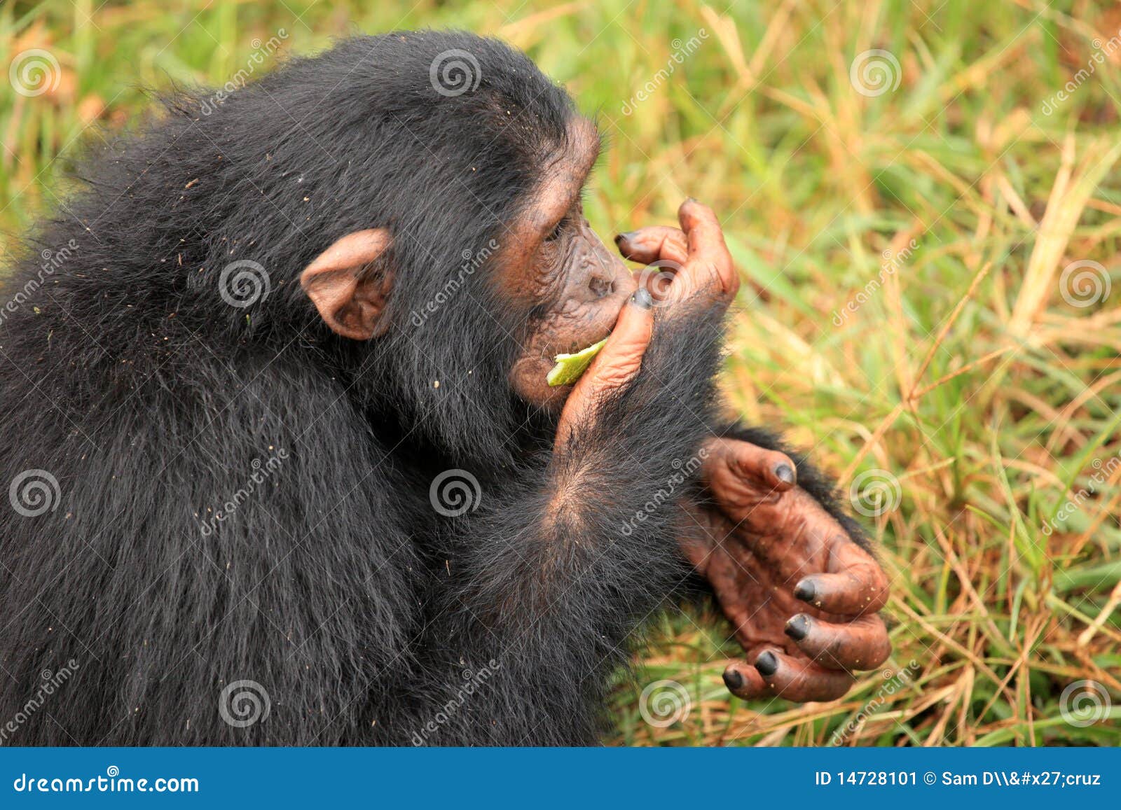Chimpanzee - Uganda stock image. Image of natural, chimp - 14728101