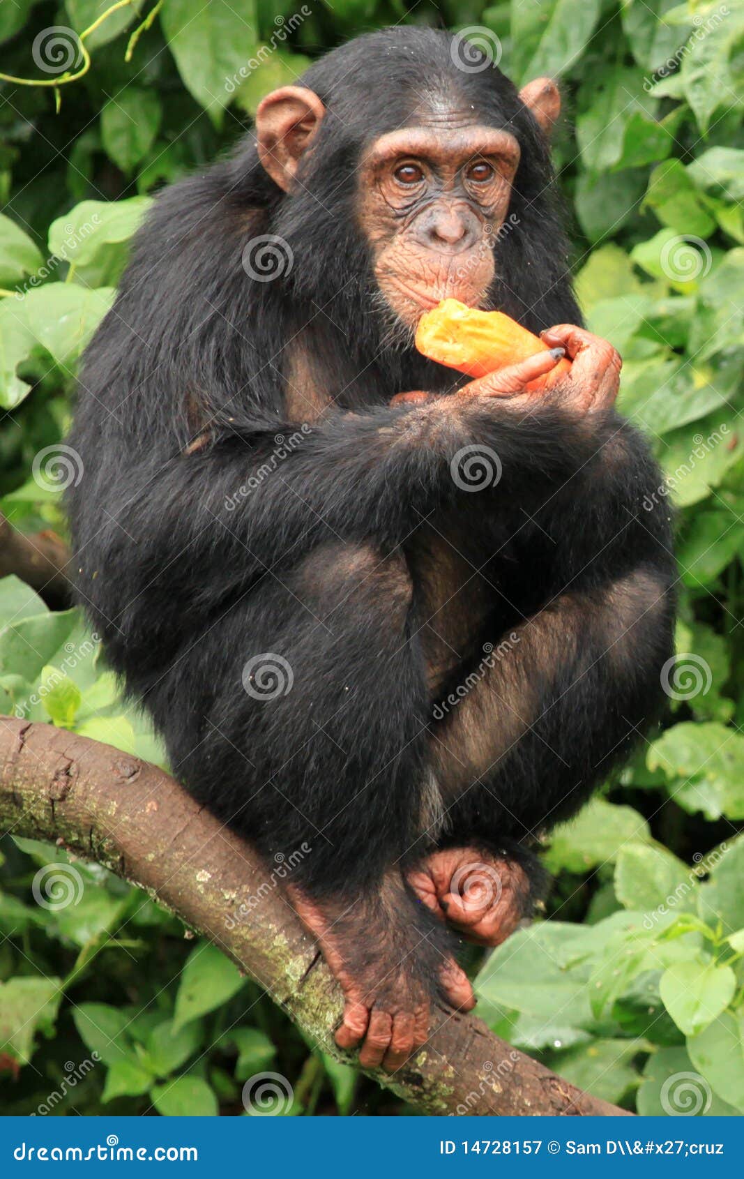 Chimpanzee - Uganda stock image. Image of forest, attraction - 14728157