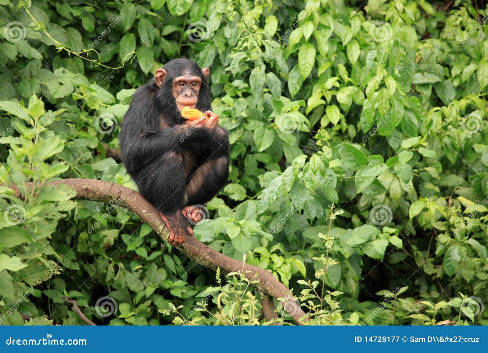 Chimpanzee - Uganda stock image. Image of monkey, closeup - 14728177