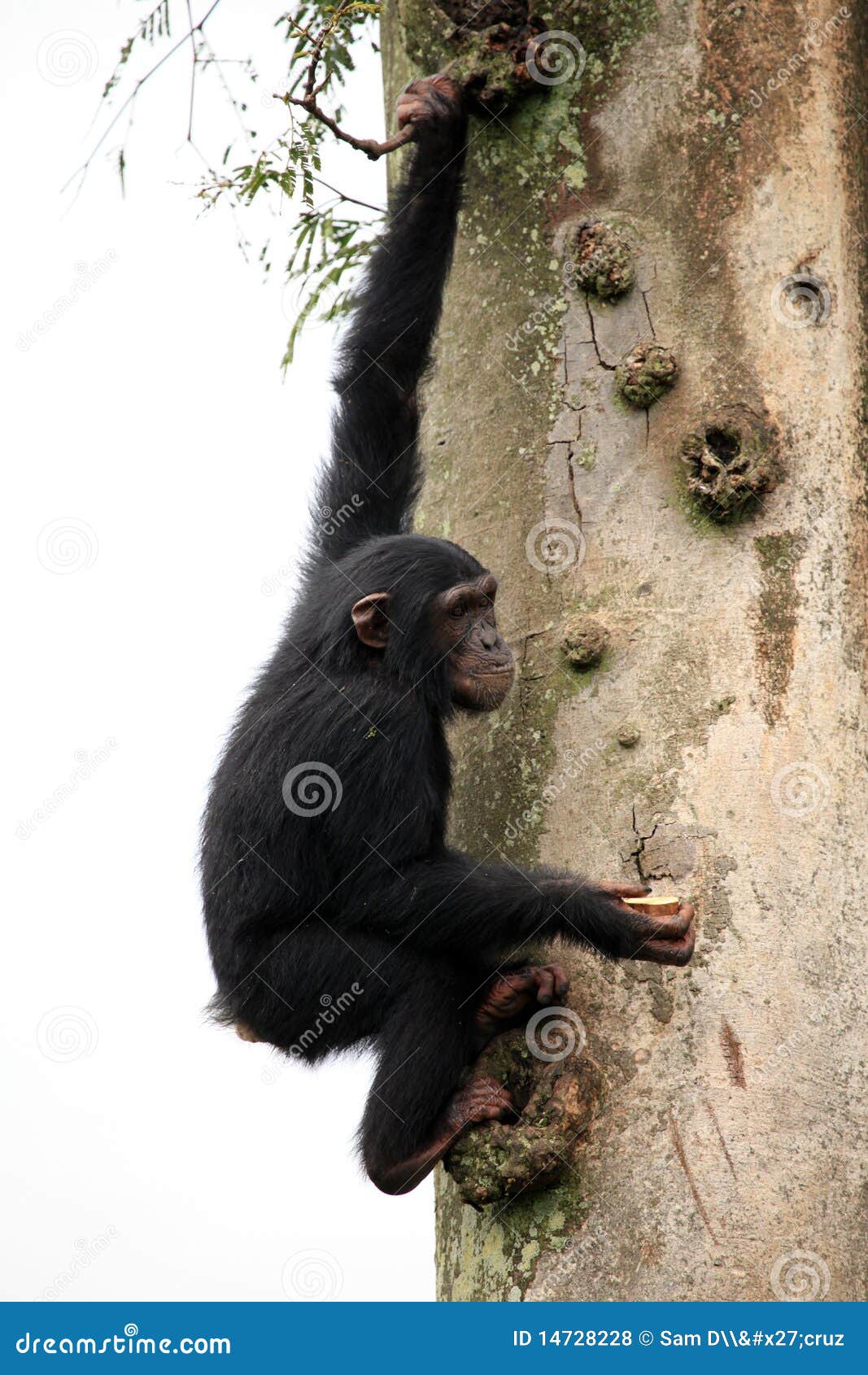 Chimpanzee - Uganda stock photo. Image of africa, park - 14728228