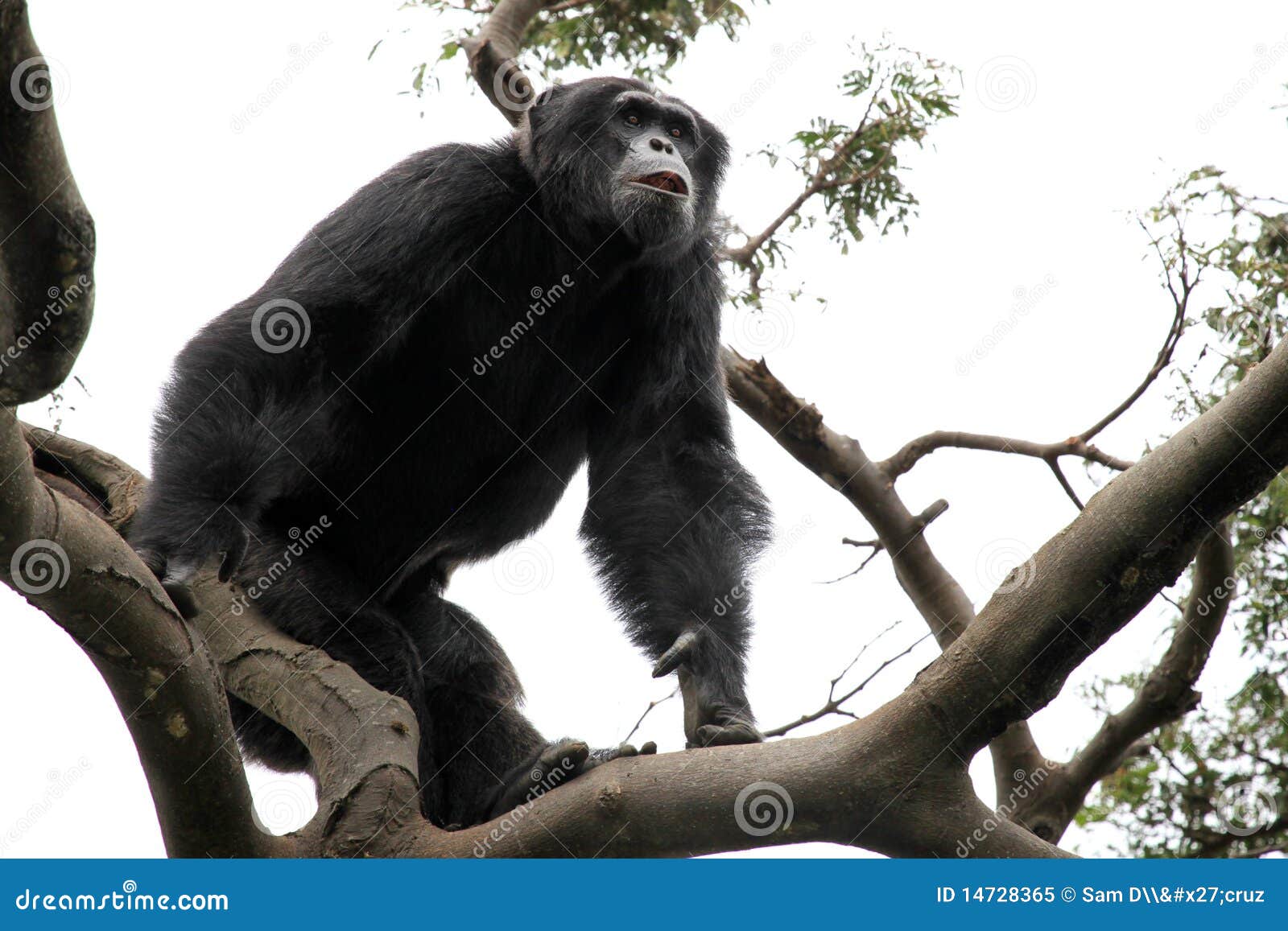 Chimpanzee - Uganda stock image. Image of animal, chimpanzee - 14728365