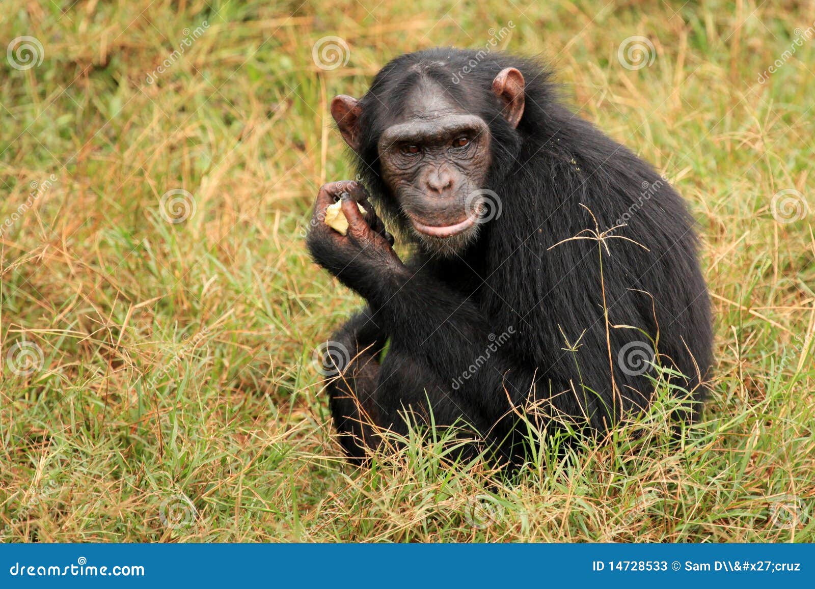 Chimpanzee - Uganda stock image. Image of protect, evolution - 14728533