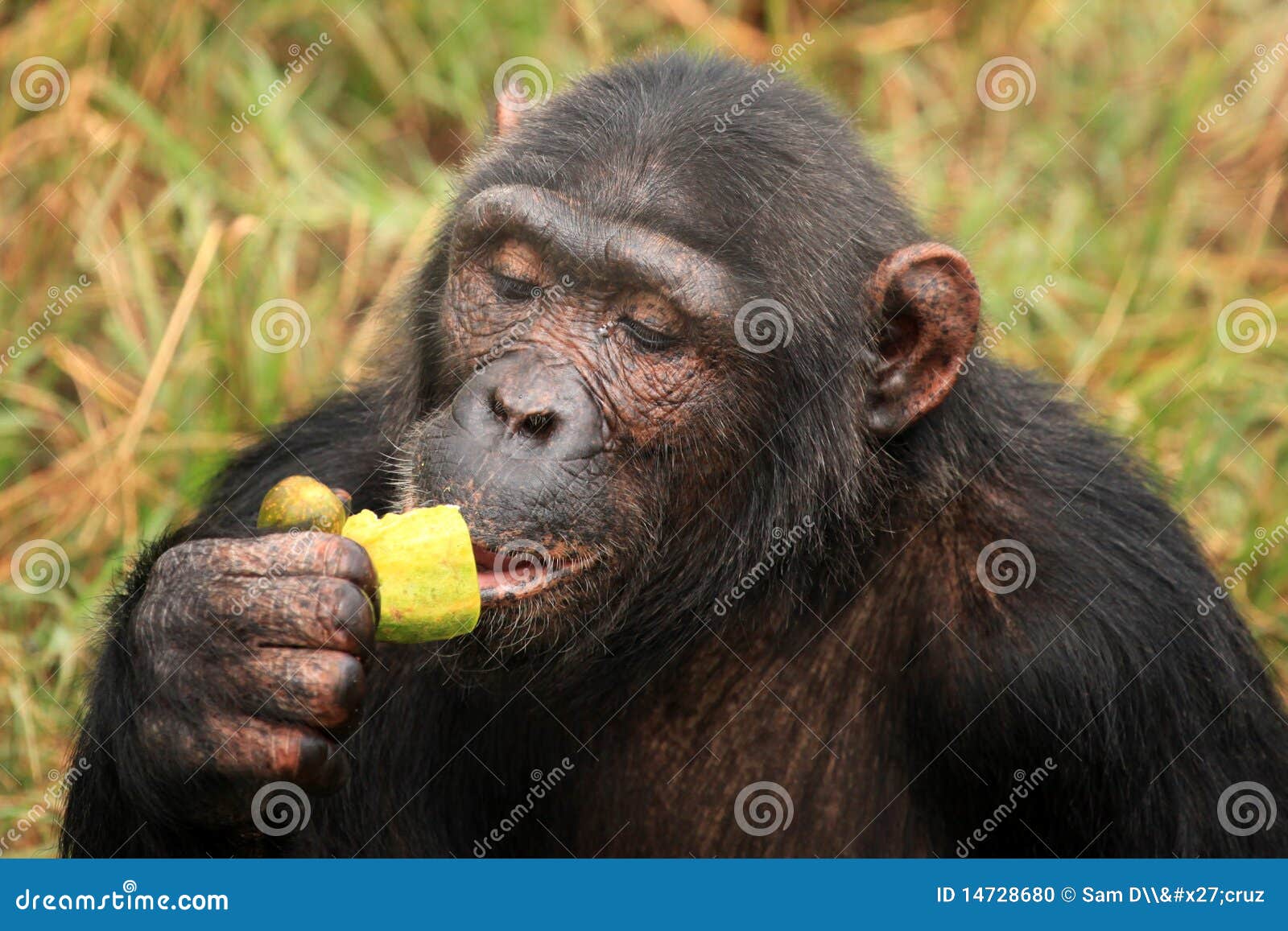 Chimpanzee - Uganda stock photo. Image of conservation - 14728680