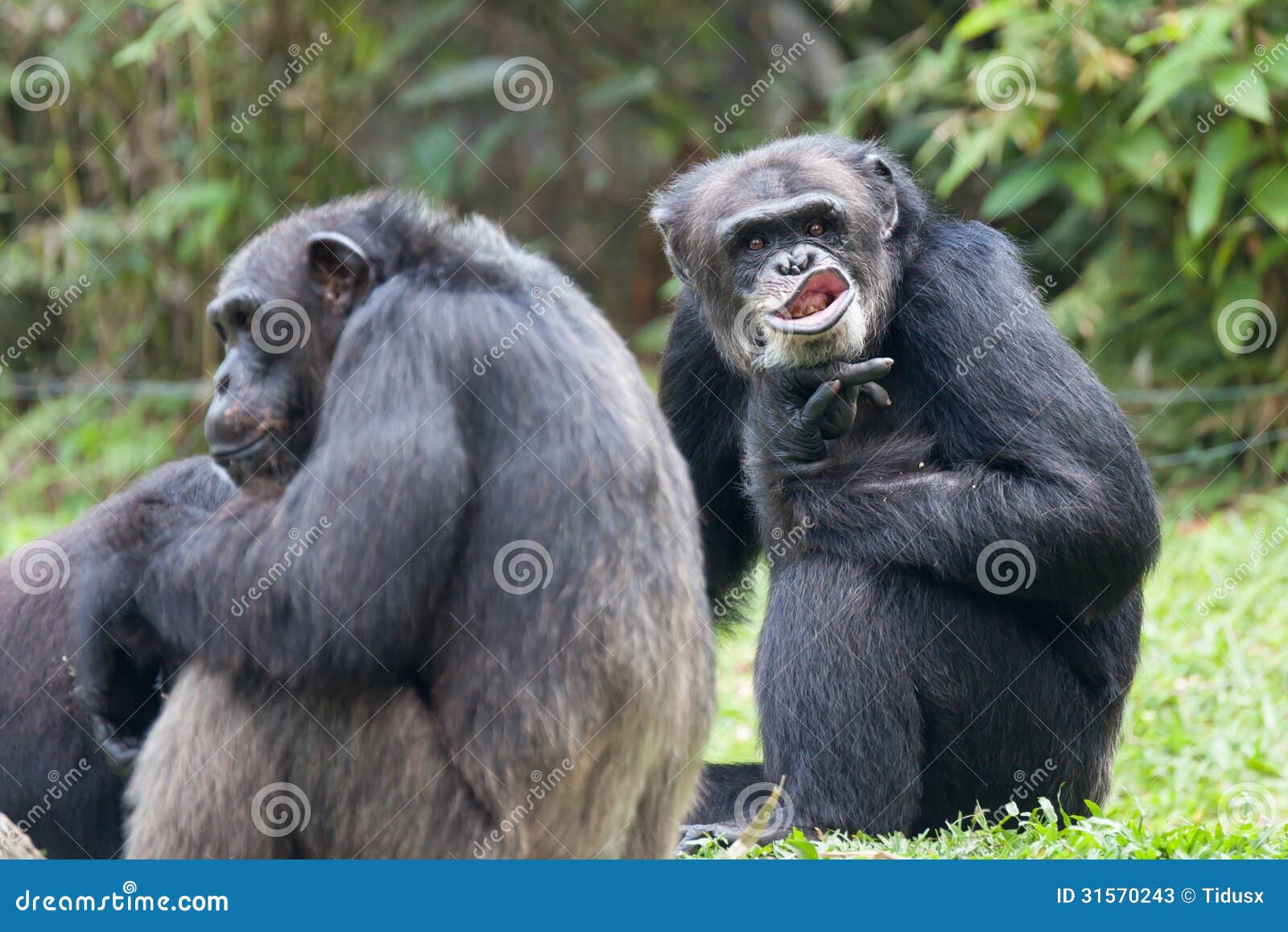 Chimpanzee stock image. Image of spirit, hello, family - 31570243