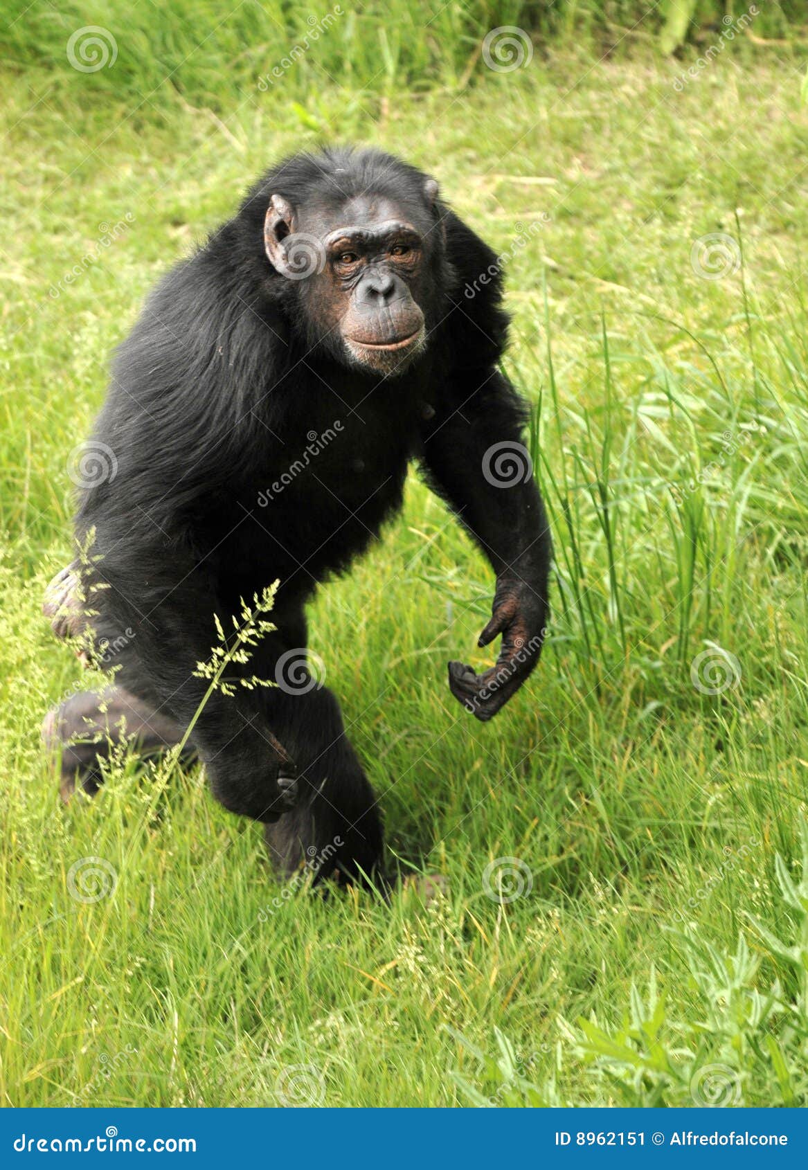 Chimpanzee walking stock image. Image of monkey, primate - 8962151