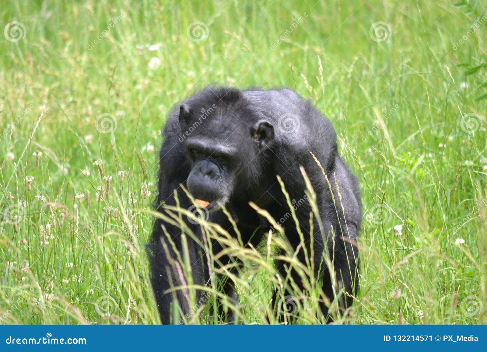 Chimpanzee Walking on Grass Stock Image - Image of wildlife, walking ...