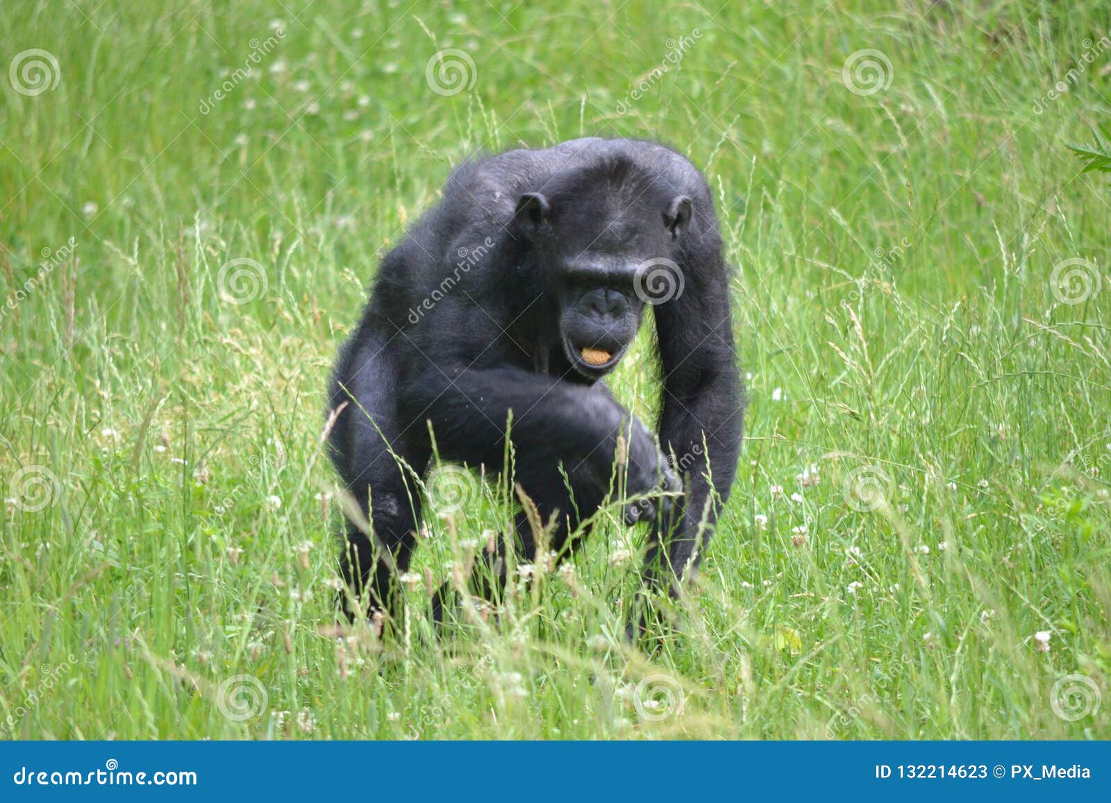 Chimpanzee Walking on Grass Stock Image - Image of meadow, fauna: 132214623