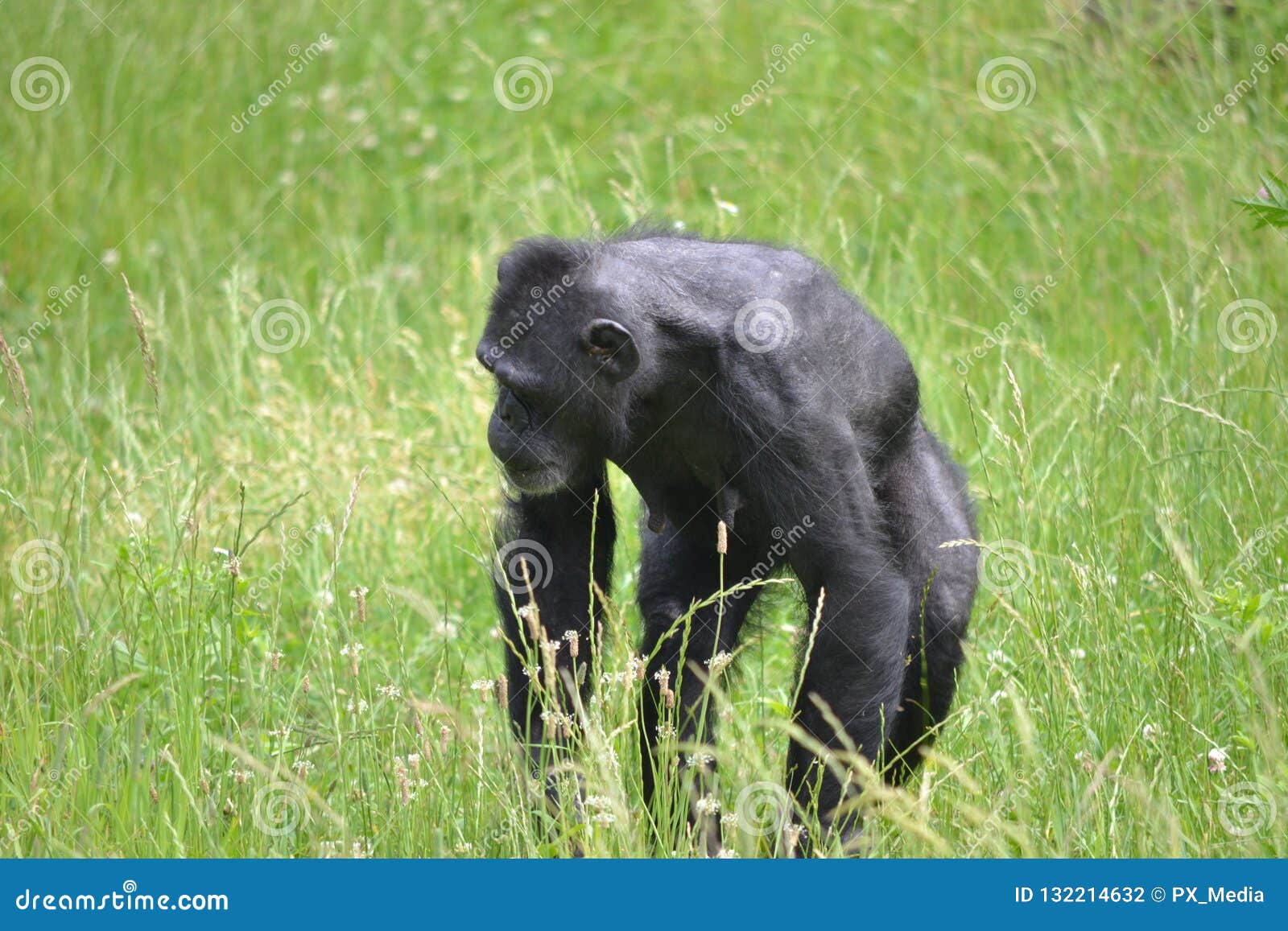 Chimpanzee Walking on Grass Stock Photo - Image of primate, walking ...