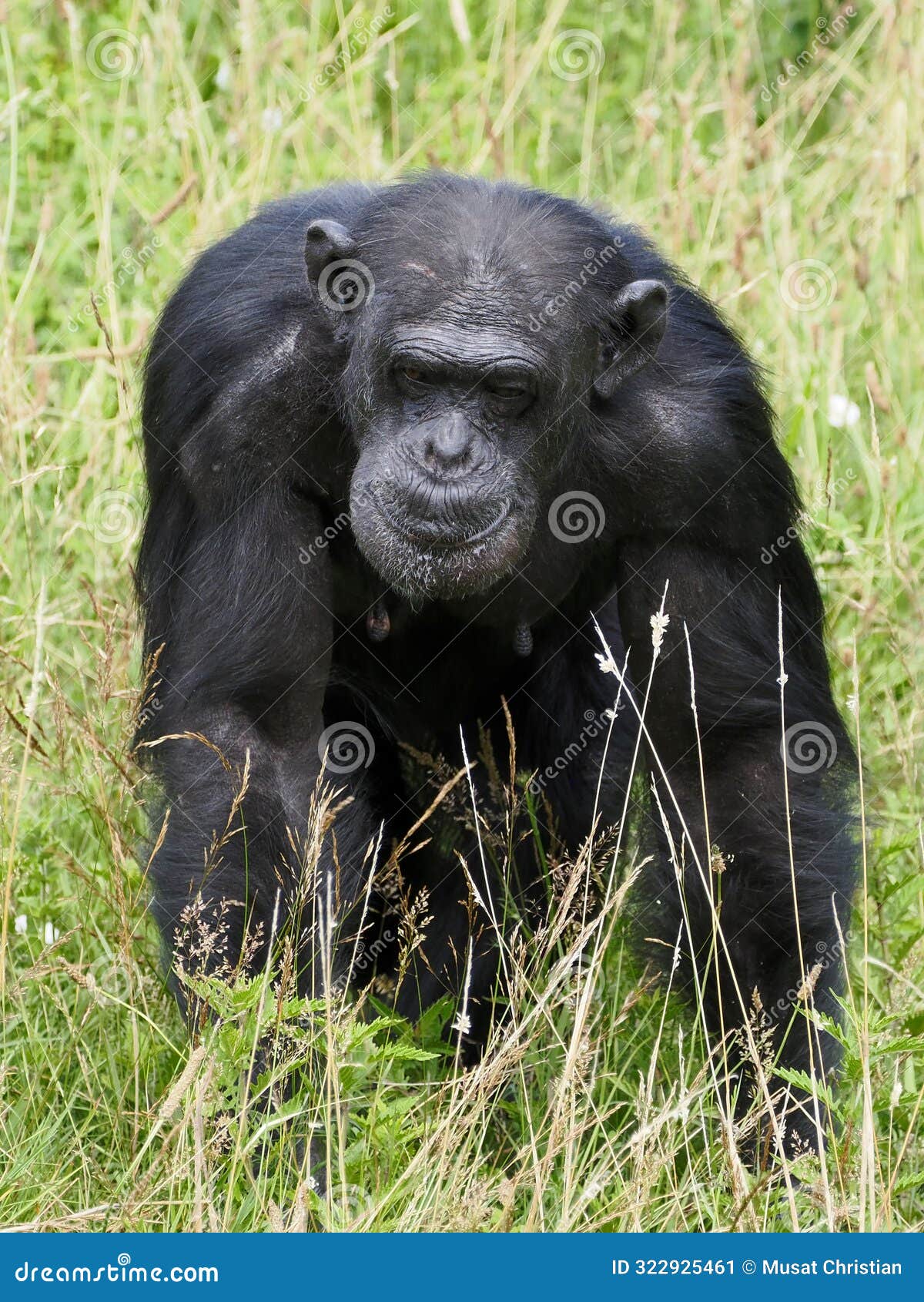 Chimpanzee Walking in Tall Grass Stock Image - Image of head, arboreal ...