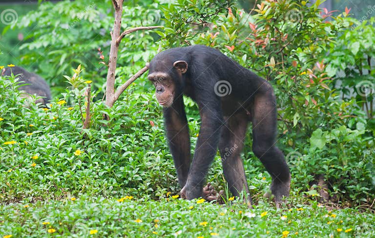 Chimpanzee stock photo. Image of monkey, philosopher - 57339396