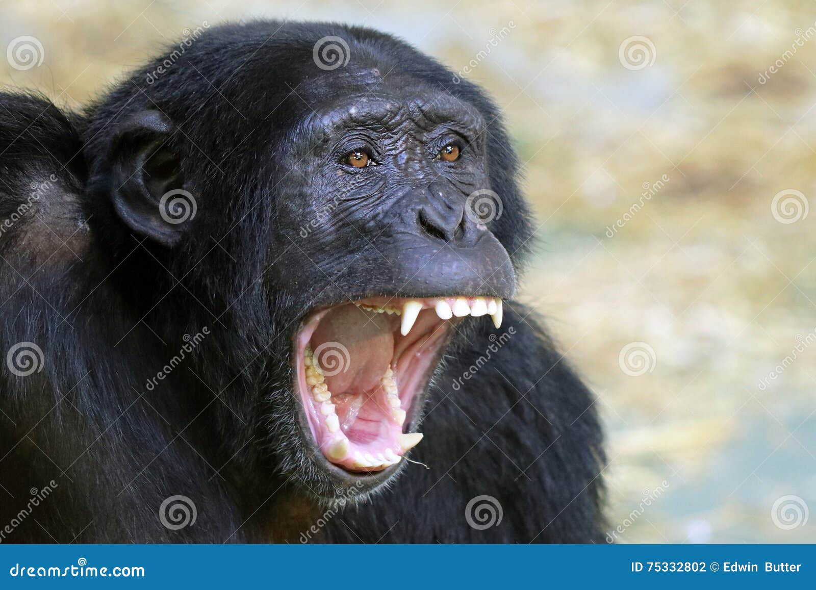 Chimpanzee stock photo. Image of chimpanzee, african - 75332802