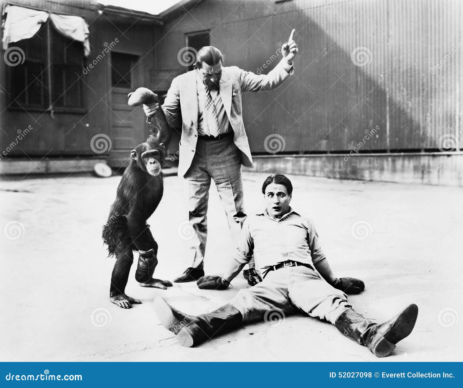 The Chimpanzee is the Winner Stock Photo - Image of ground, comical ...