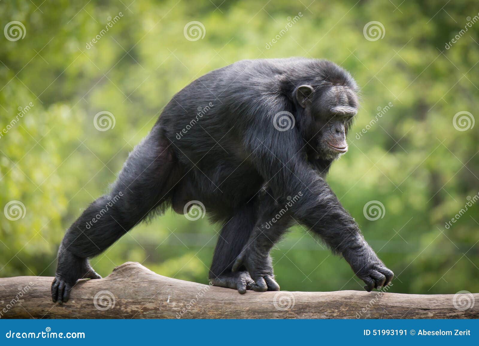 Chimpanzee XIV stock image. Image of massachusetts, nature - 51993191