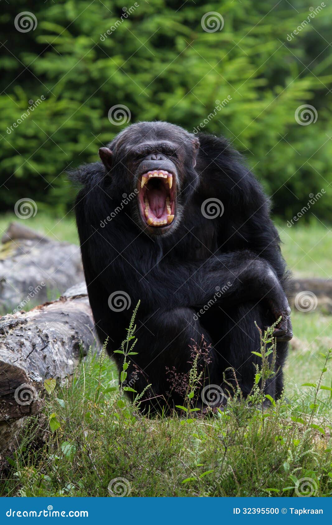 Chimpanzee stock photo. Image of wildlife, scream, smart - 32395500