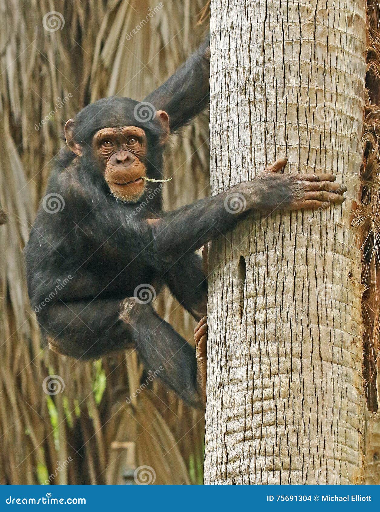 Chimpanzee stock photo. Image of lazy, lying, animal - 75691304