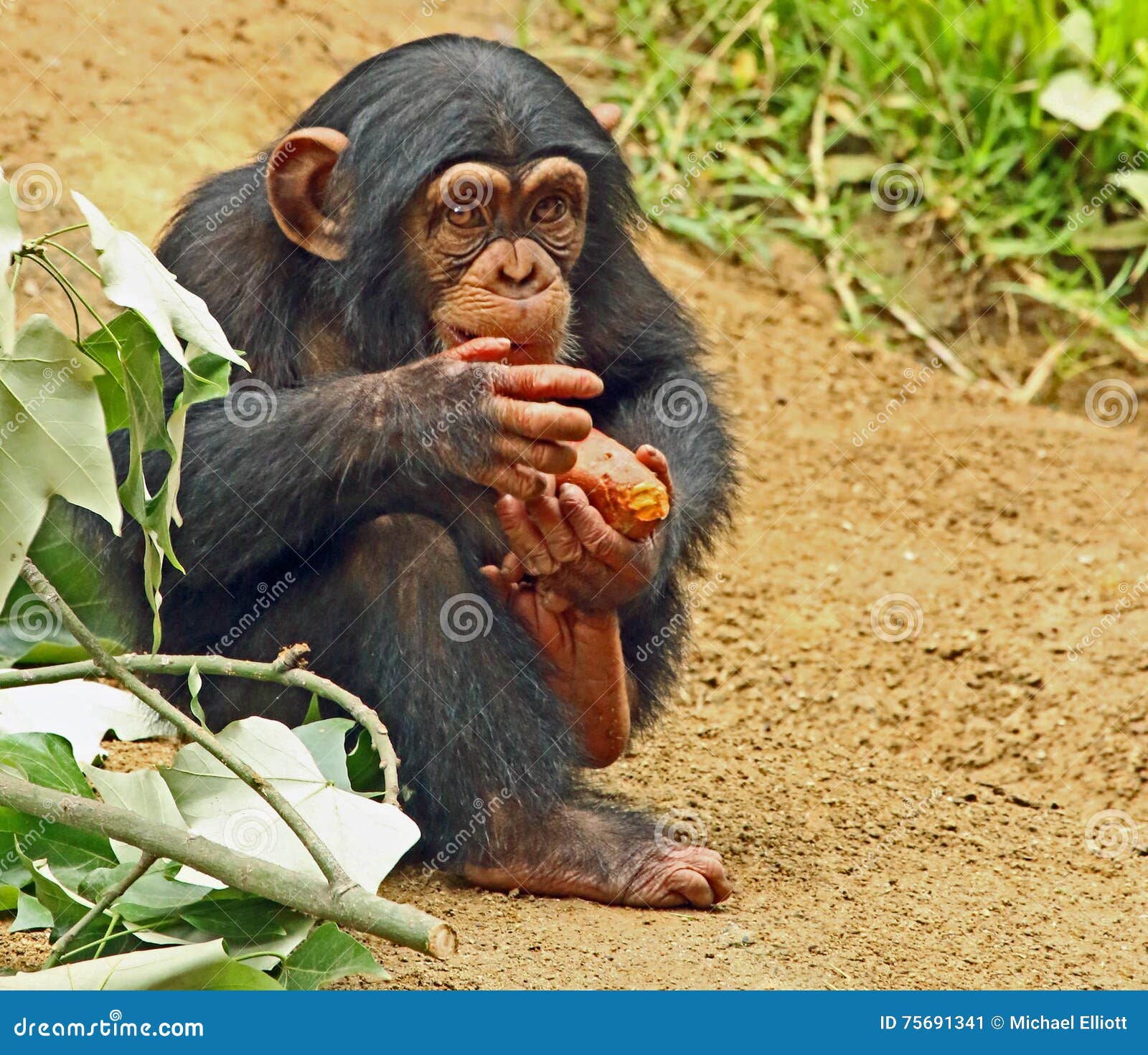 Chimpanzee stock image. Image of look, humorous, outdoors - 75691341