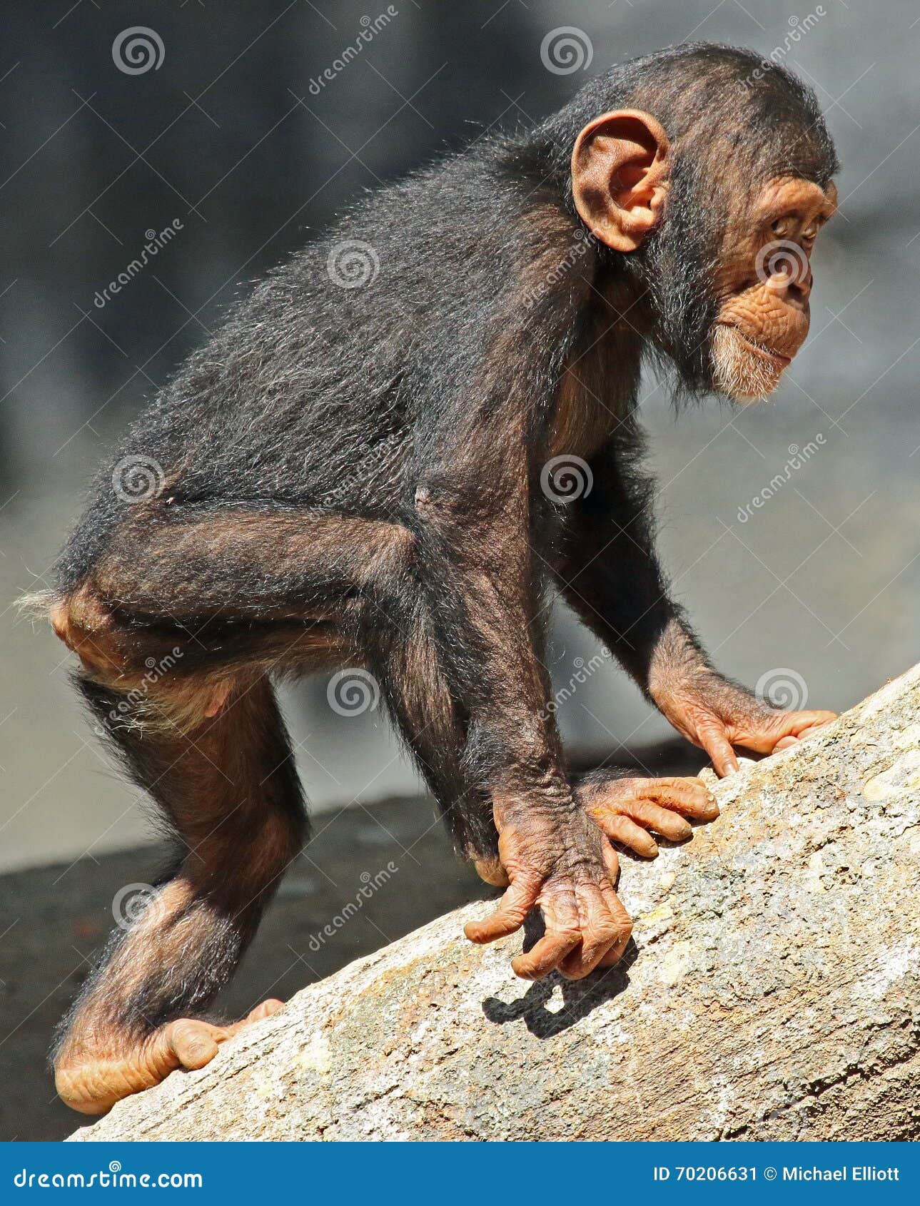 Chimpanzee stock image. Image of front, folded, chimps - 70206631