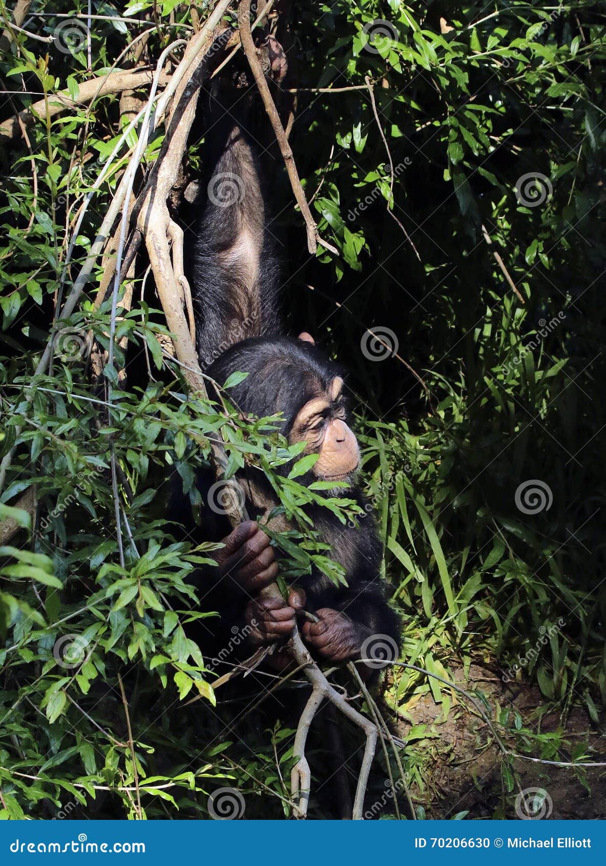 Chimpanzee stock photo. Image of ears, chimpanzees, looking - 70206630