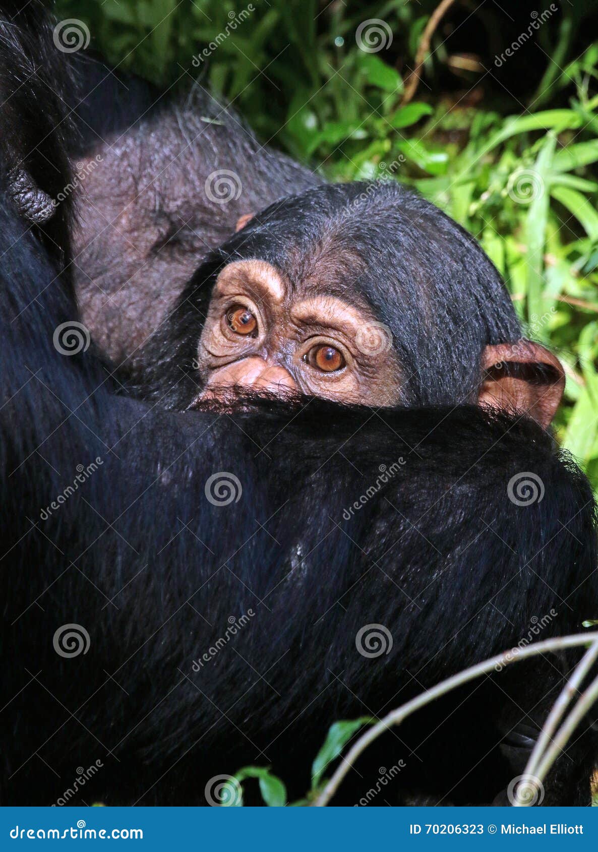 Chimp Peeking Stock Photos - Free & Royalty-Free Stock Photos from ...