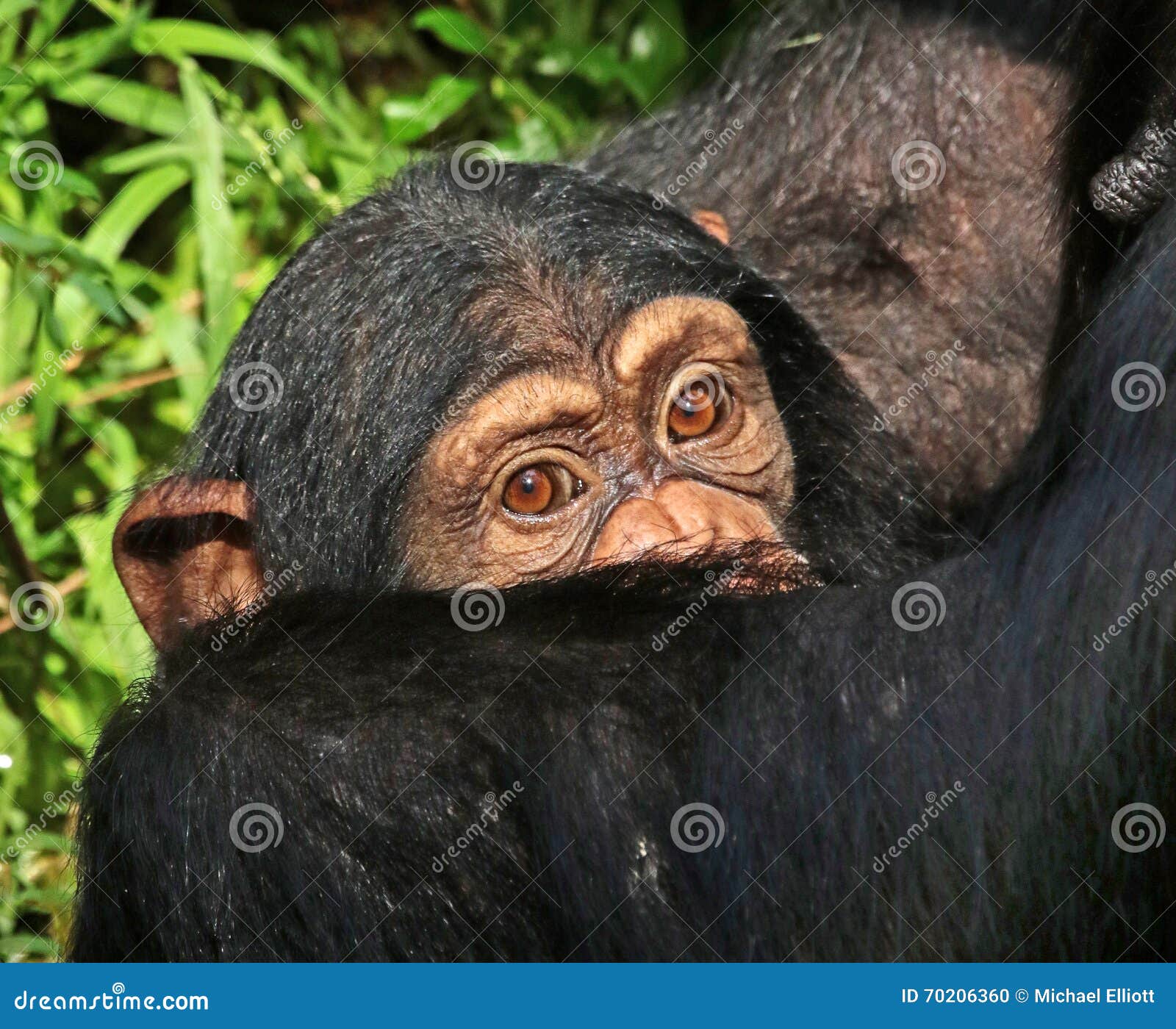 Chimpanzee stock photo. Image of back, mammal, comfortable - 70206360