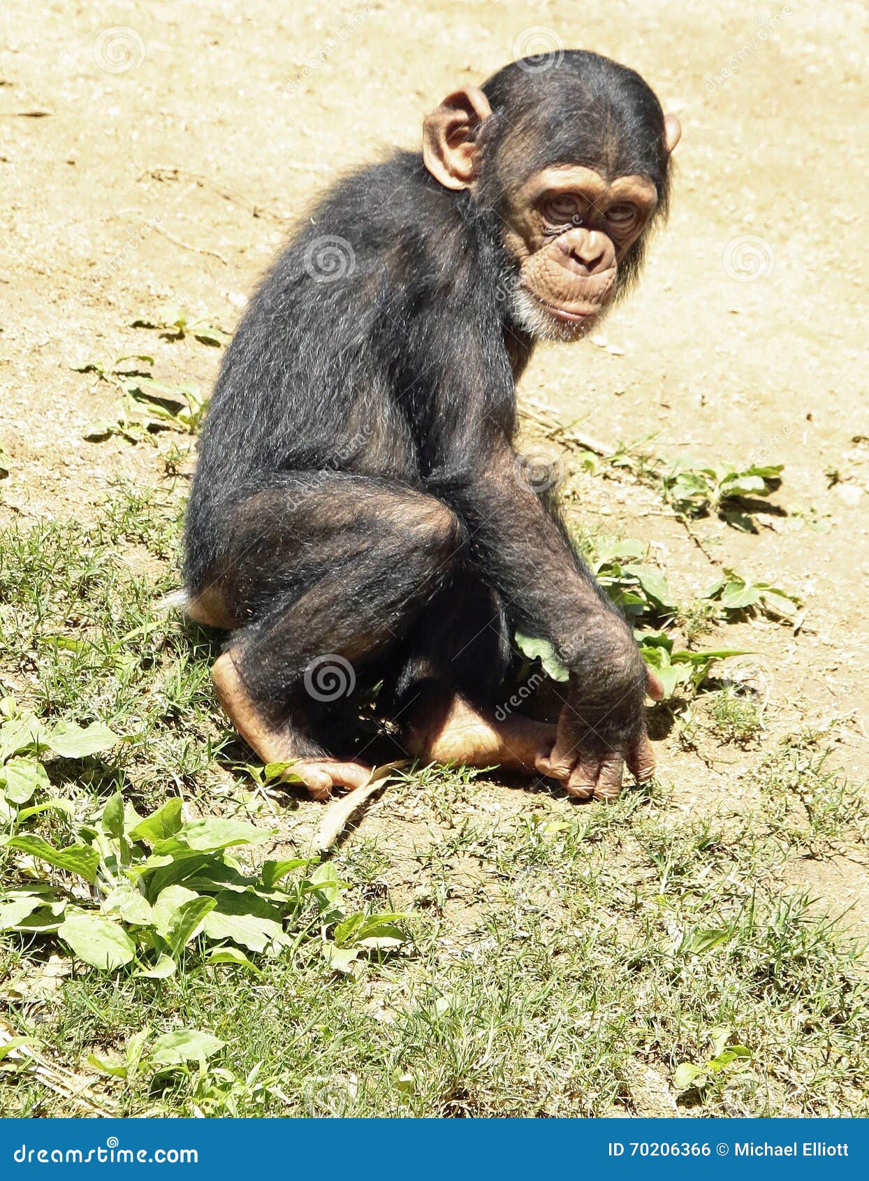 Chimpanzee stock photo. Image of ears, monkey, mother - 70206366