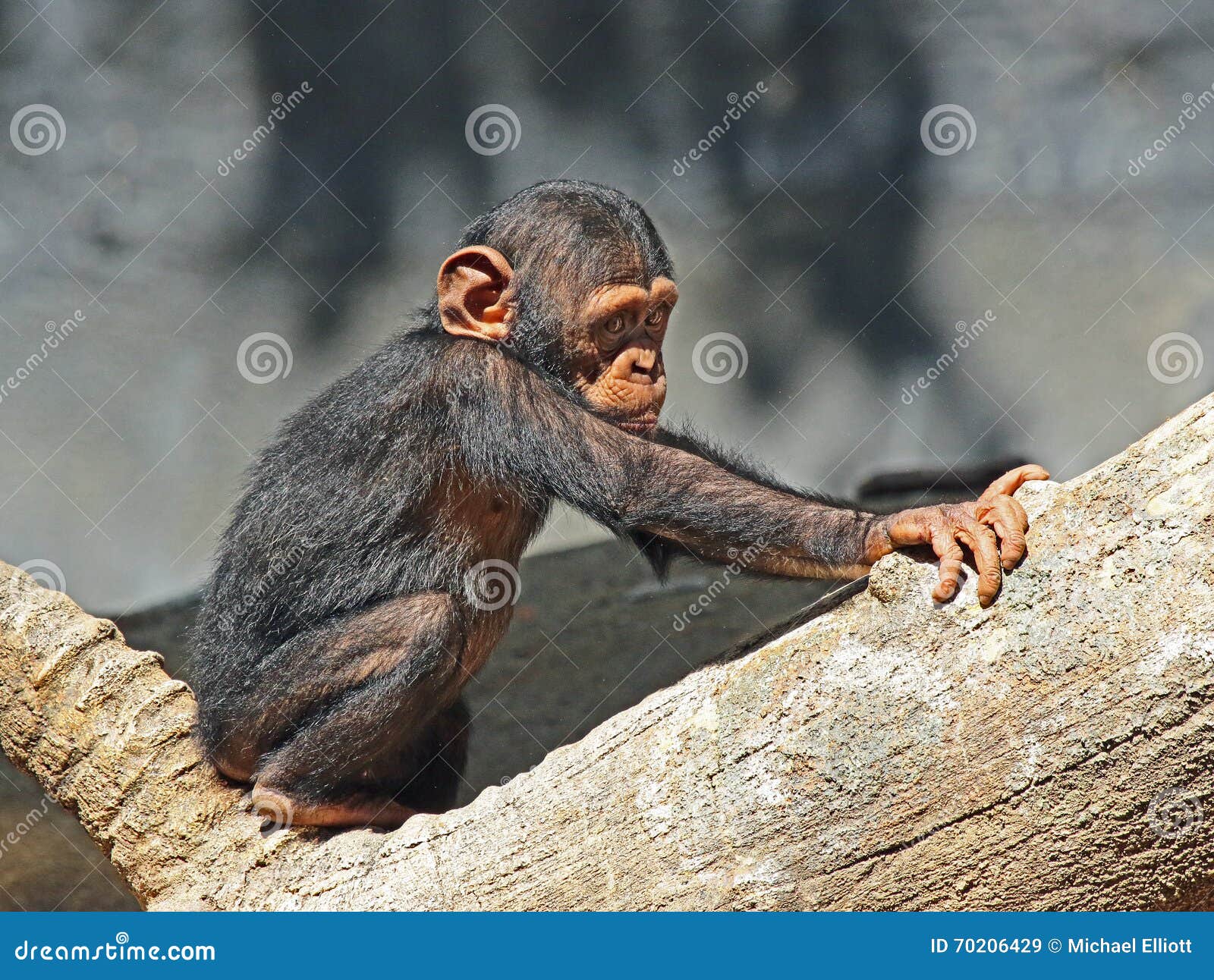 Chimpanzee stock image. Image of cute, buckskinman, back - 70206429