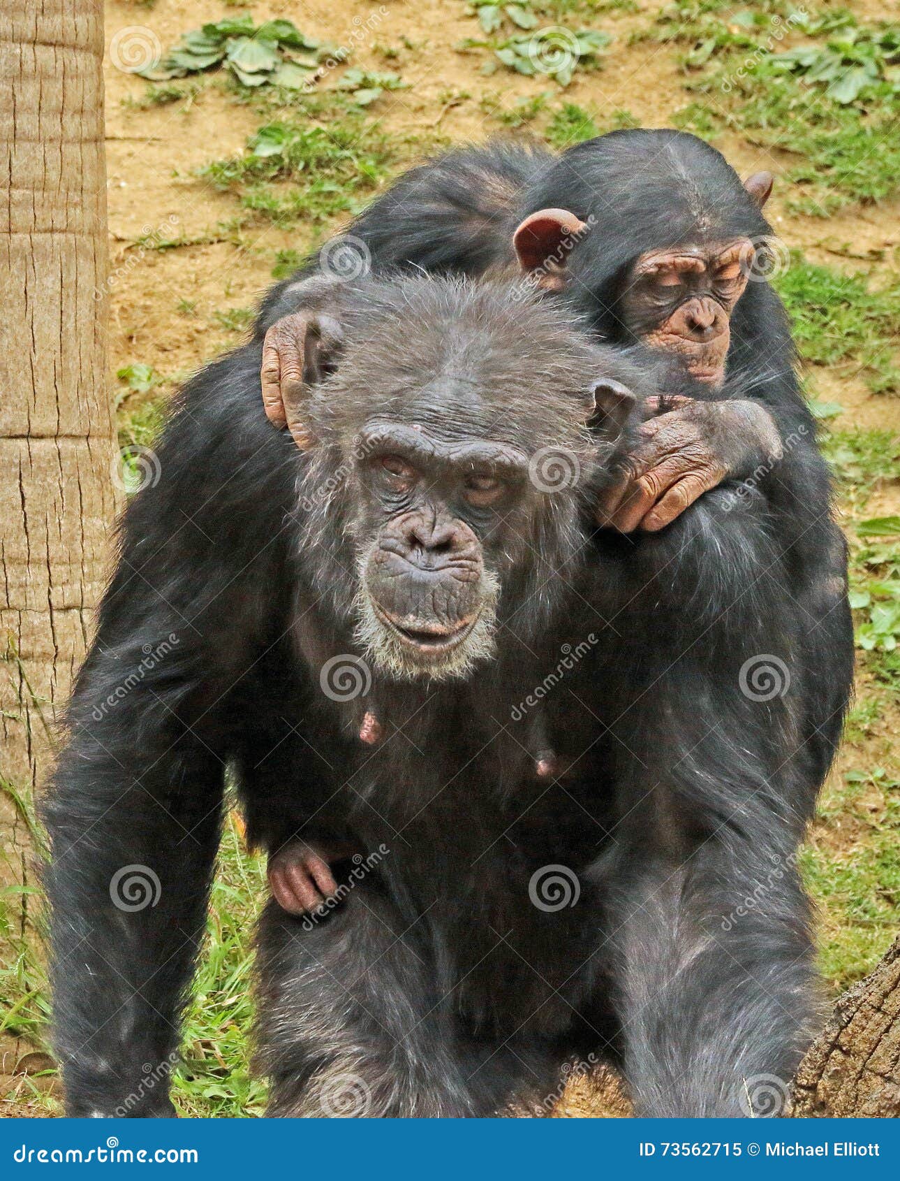 Chimpanzee stock image. Image of baby, funny, black, bonding - 73562715
