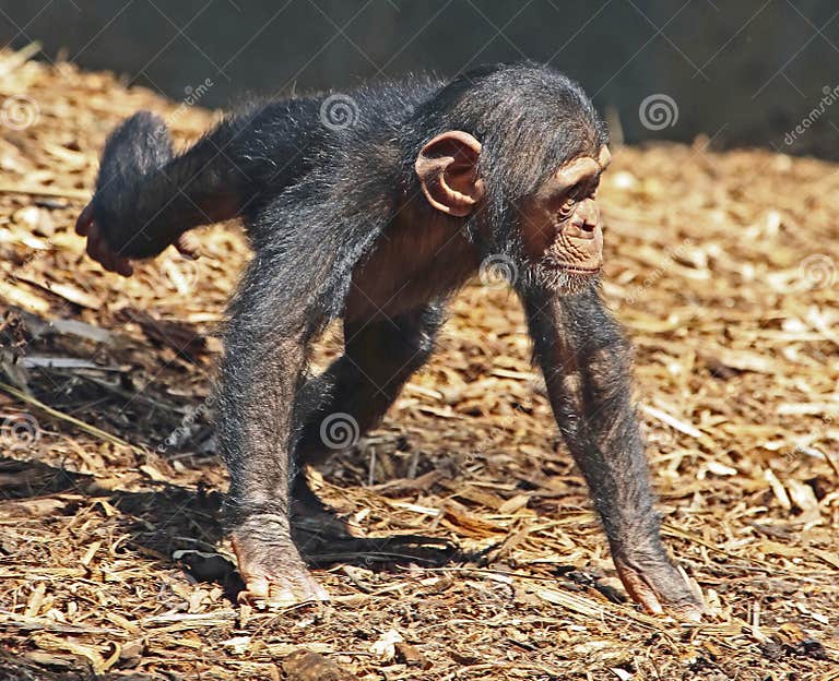 Chimpanzee stock photo. Image of ground, look, mammal - 70206710