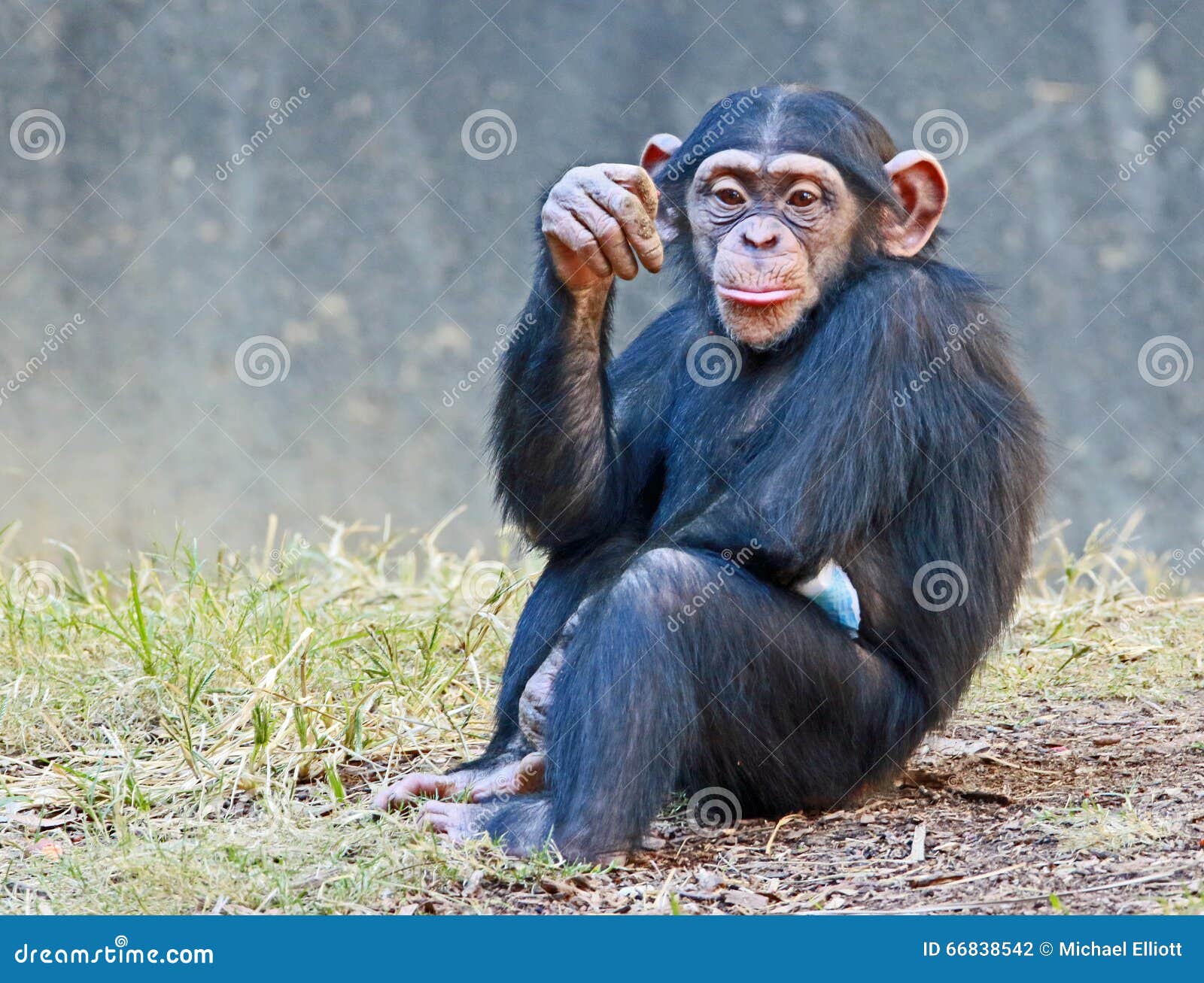 Chimpanzee stock photo. Image of furry, outdoors, chimpanzee - 66838542