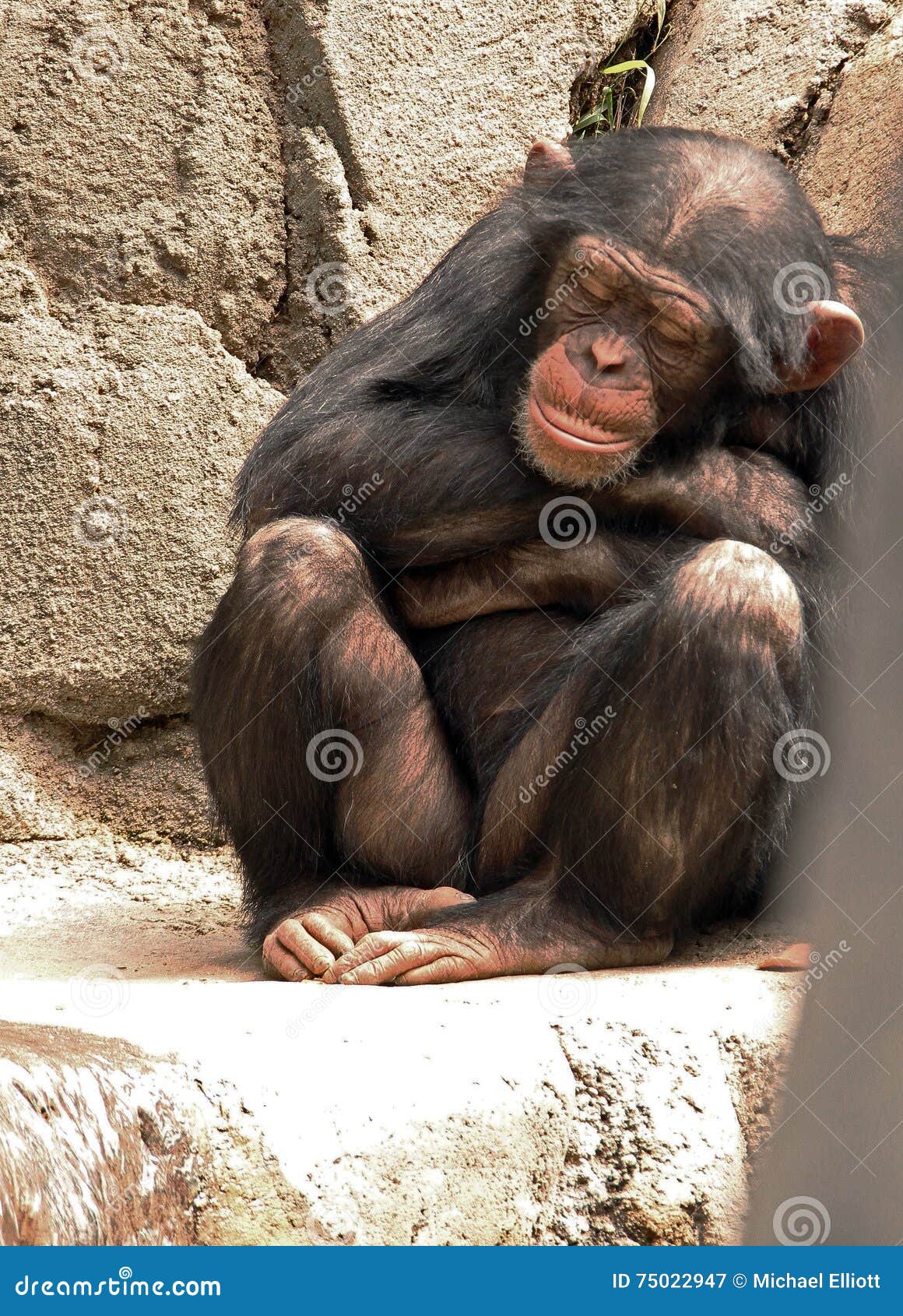 Chimpanzee stock image. Image of monkey, furry, leaves - 75022947